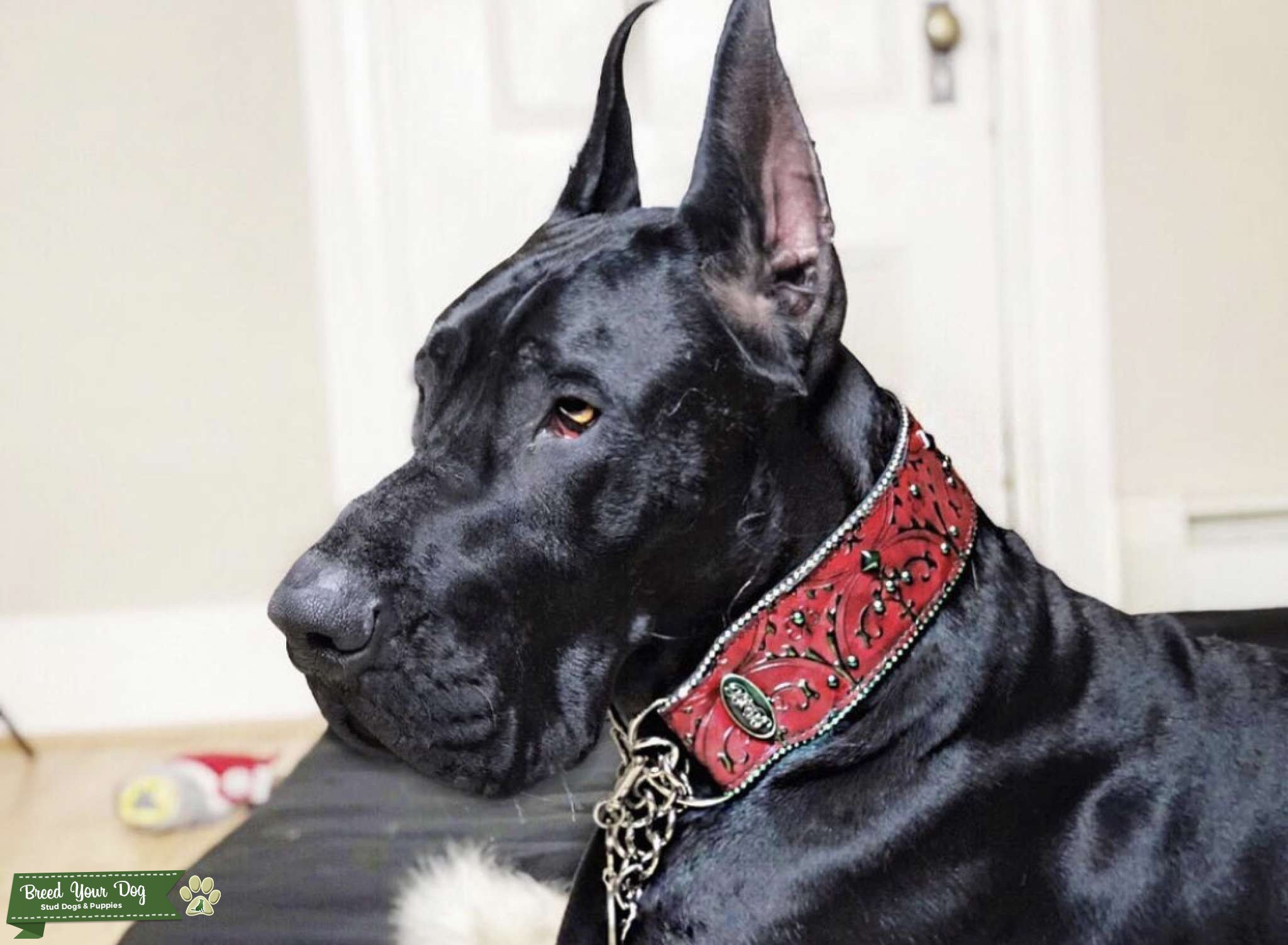 Great Dane stud - Stud Dog Providence - Breed Your Dog