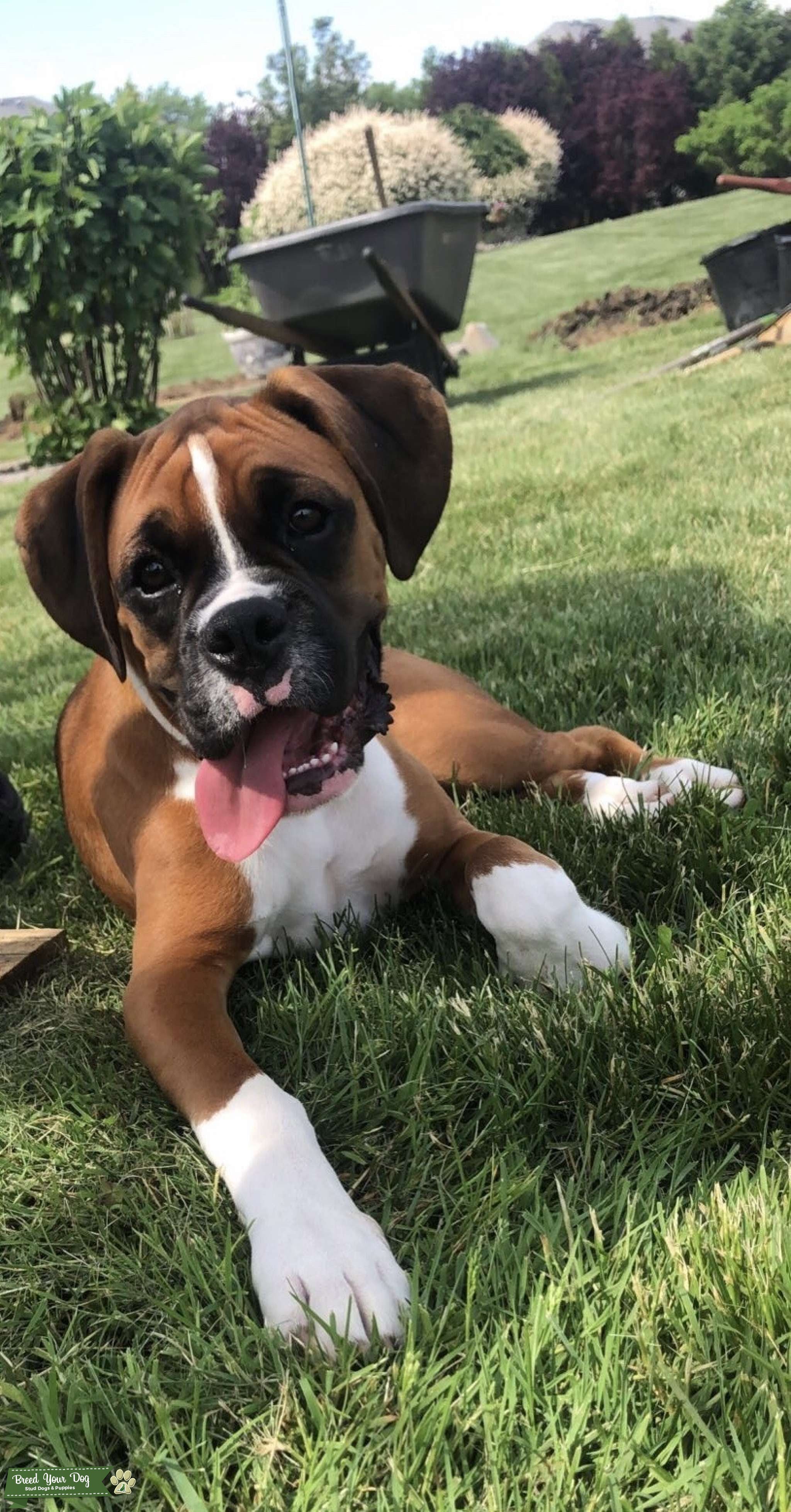Pure Bread Flashy Fawn Boxer coming to age soon - Stud Dog in New ...