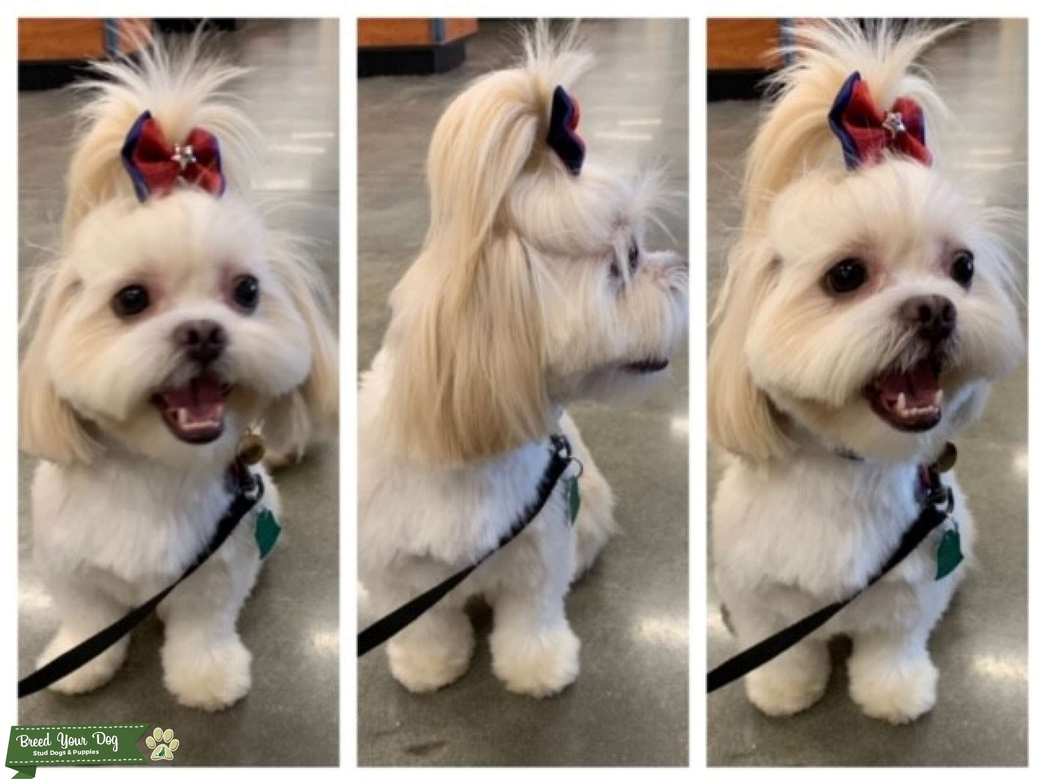 The Pretty Pup, Hazel! - Stud Dog in GA, the United States | Breed Your Dog