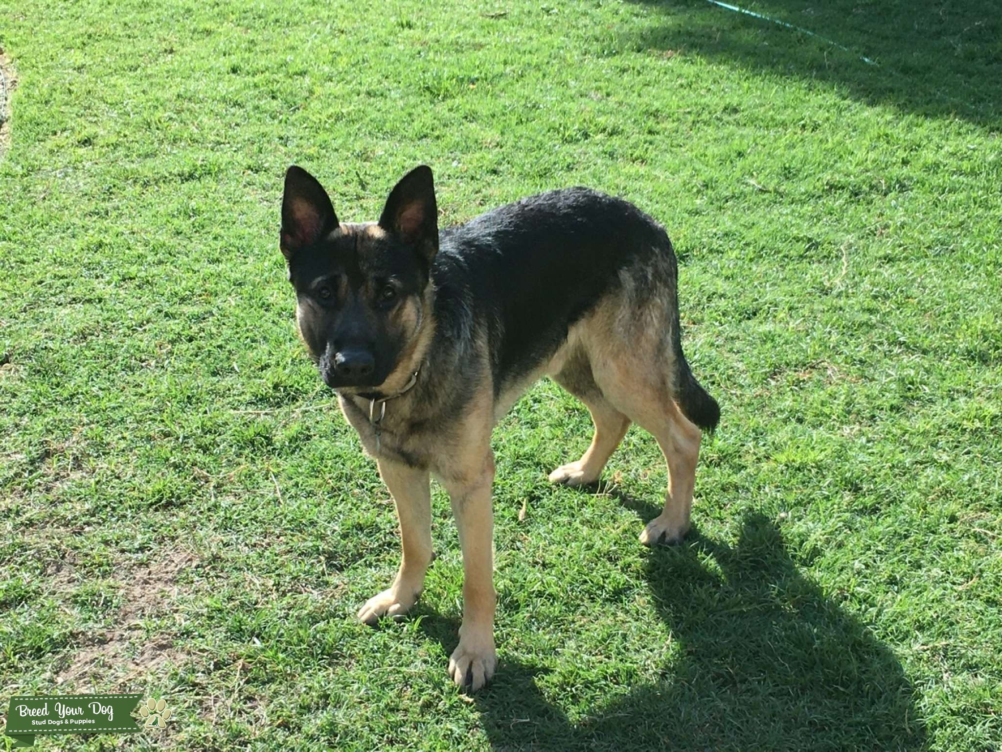 Black and Tan German Shepherd - Stud Dog in Texas, the United States ...