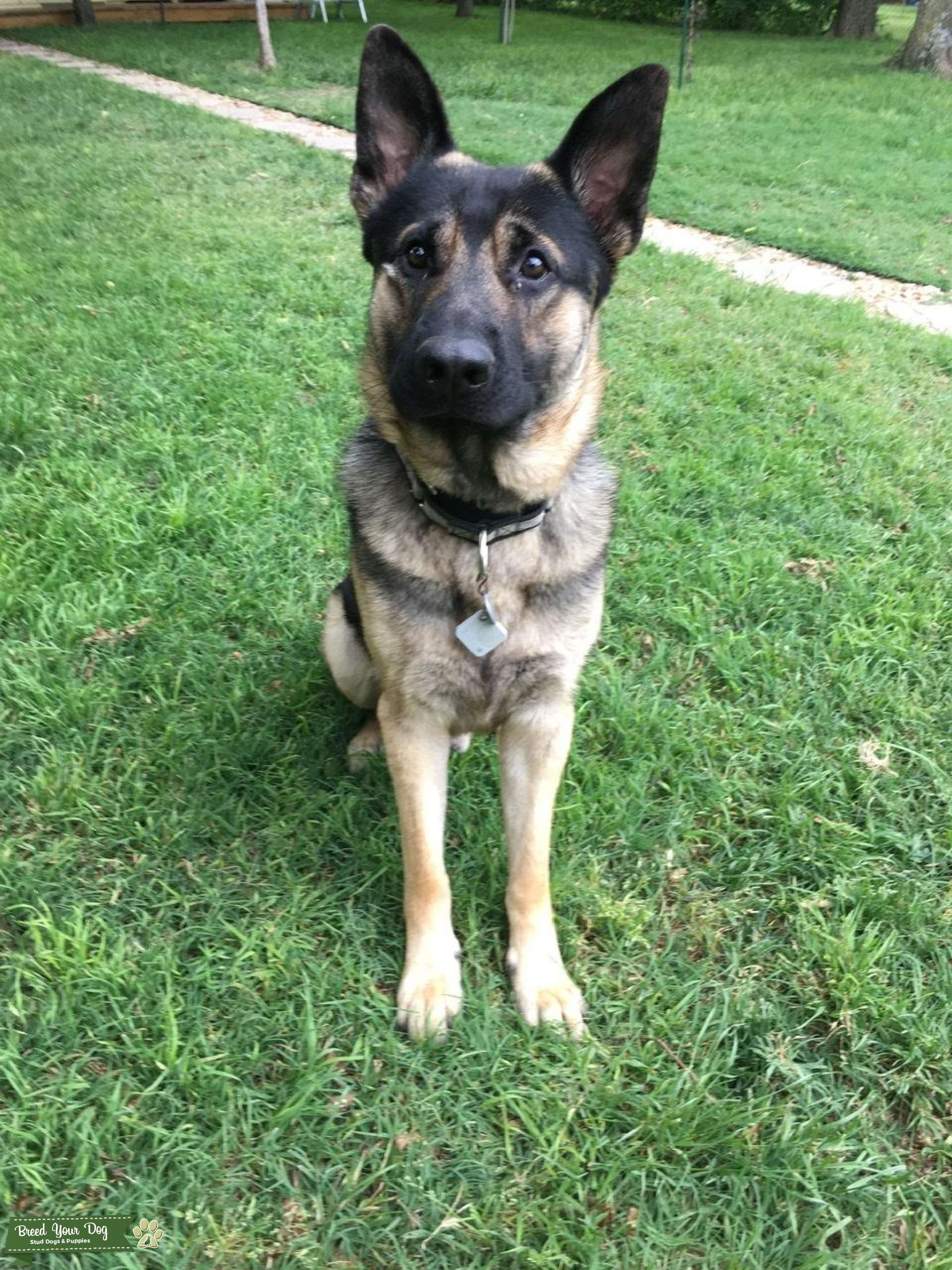 Black and Tan German Shepherd - Stud Dog in Texas, the United States ...