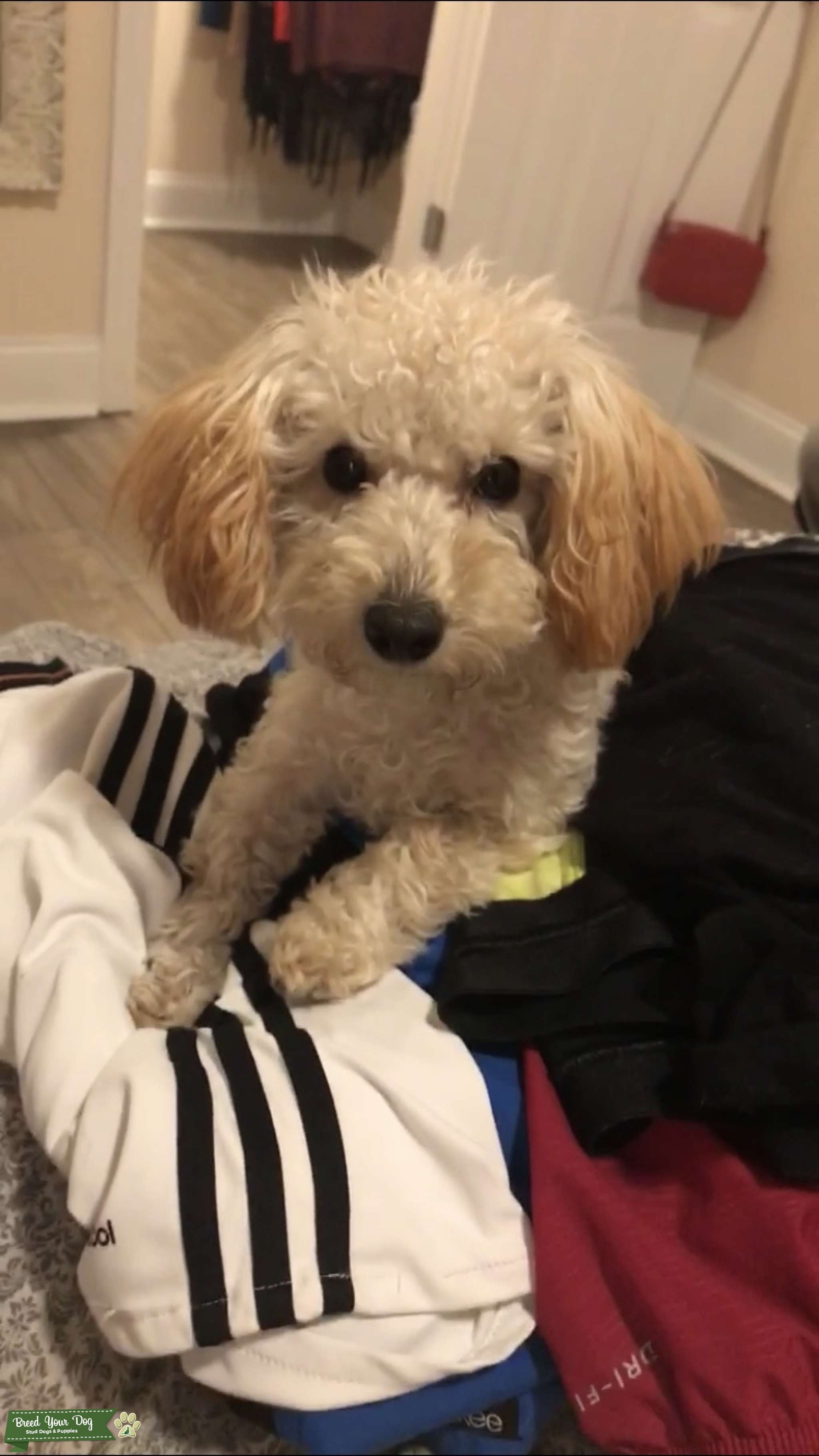 Stud ready for breeding - Stud Dog in New Orleans , United States ...