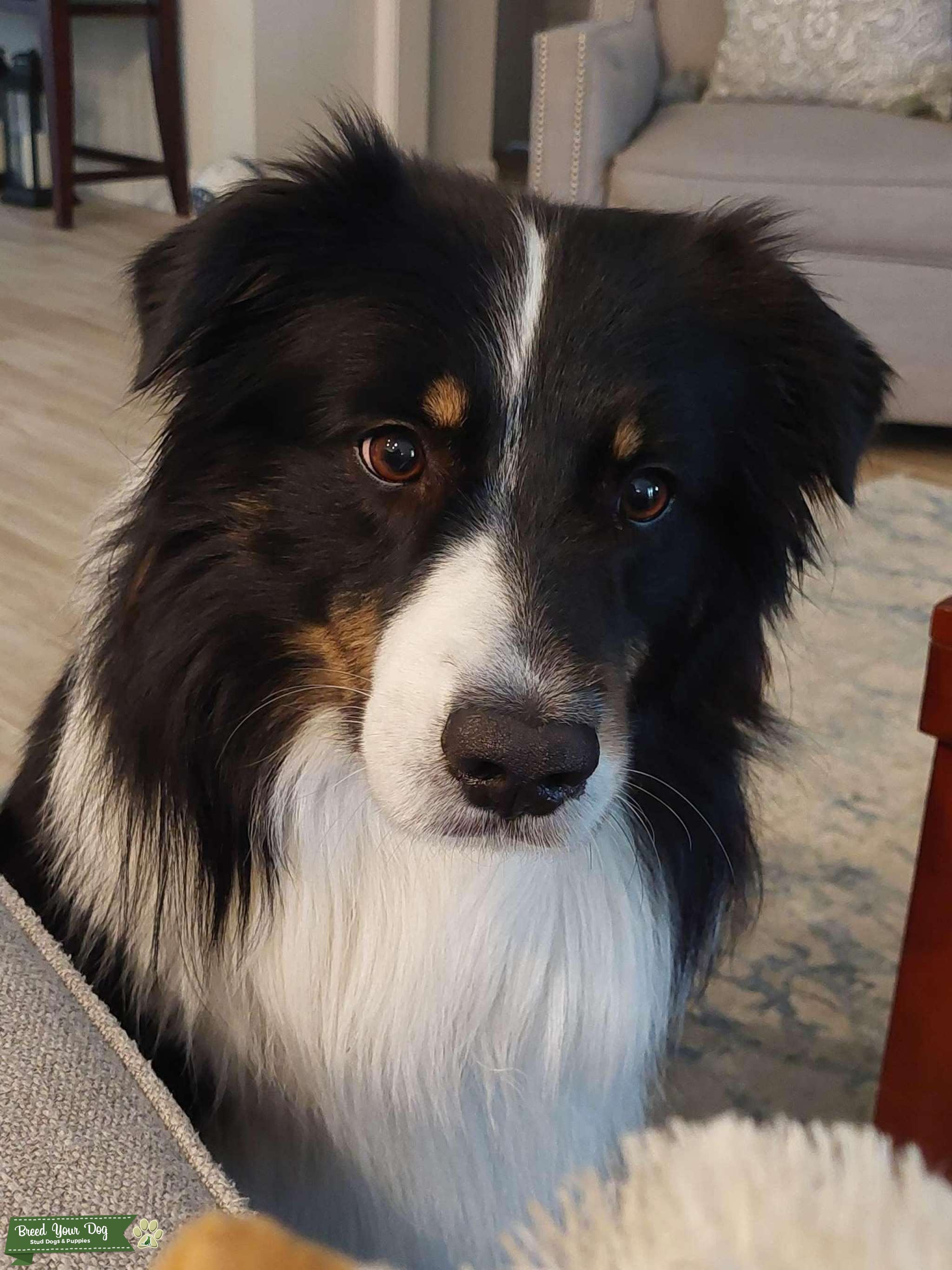 Australian shepherd border collie mix - Stud Dog in Florida, the United ...