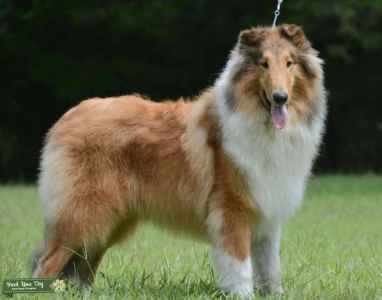Rough Collie Stud - Sable, Health Tested, OFA - Stud Dog in Gleason ...