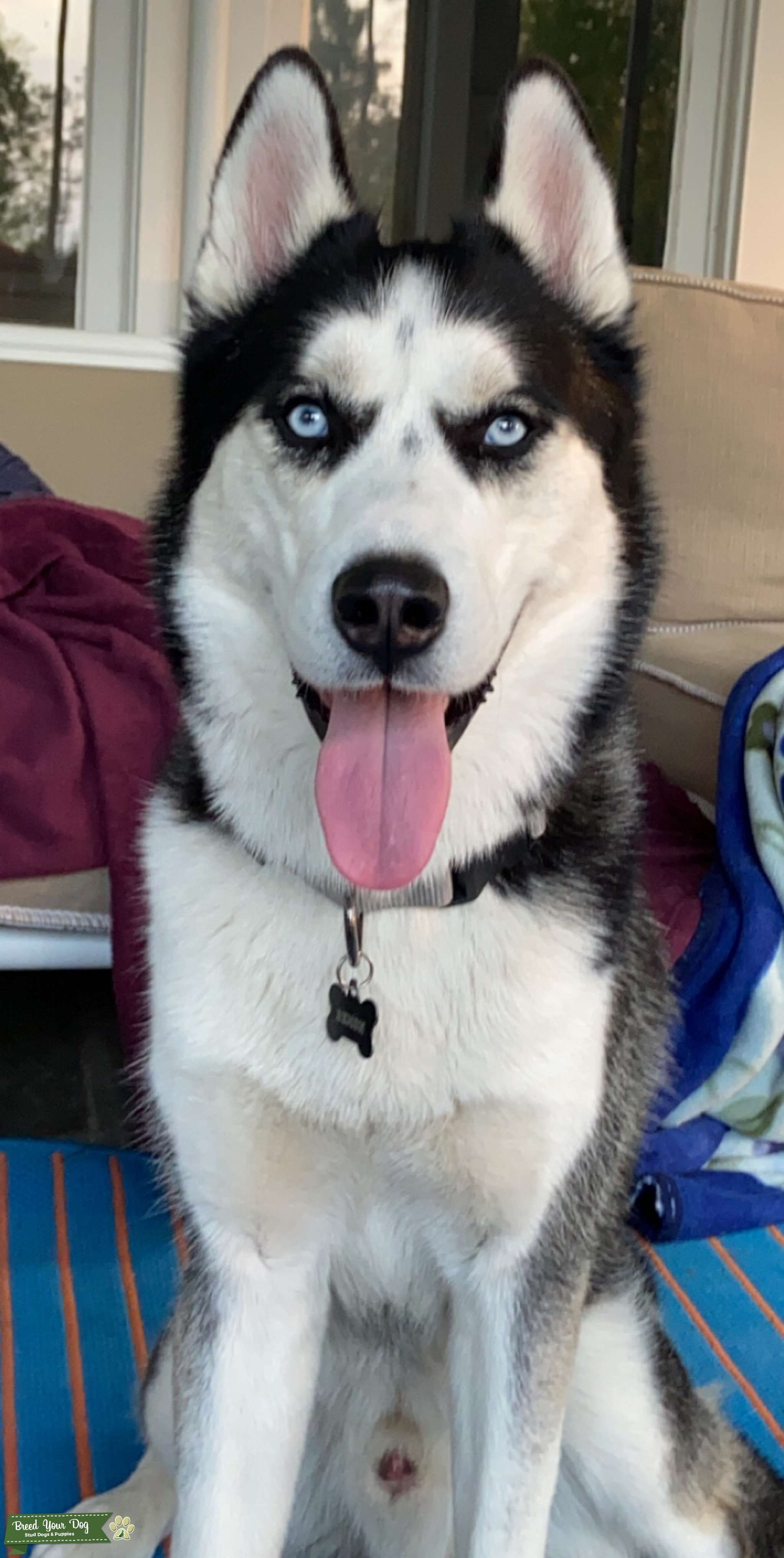Siberian Husky - Stud Dog in NJ, the United States | Breed Your Dog