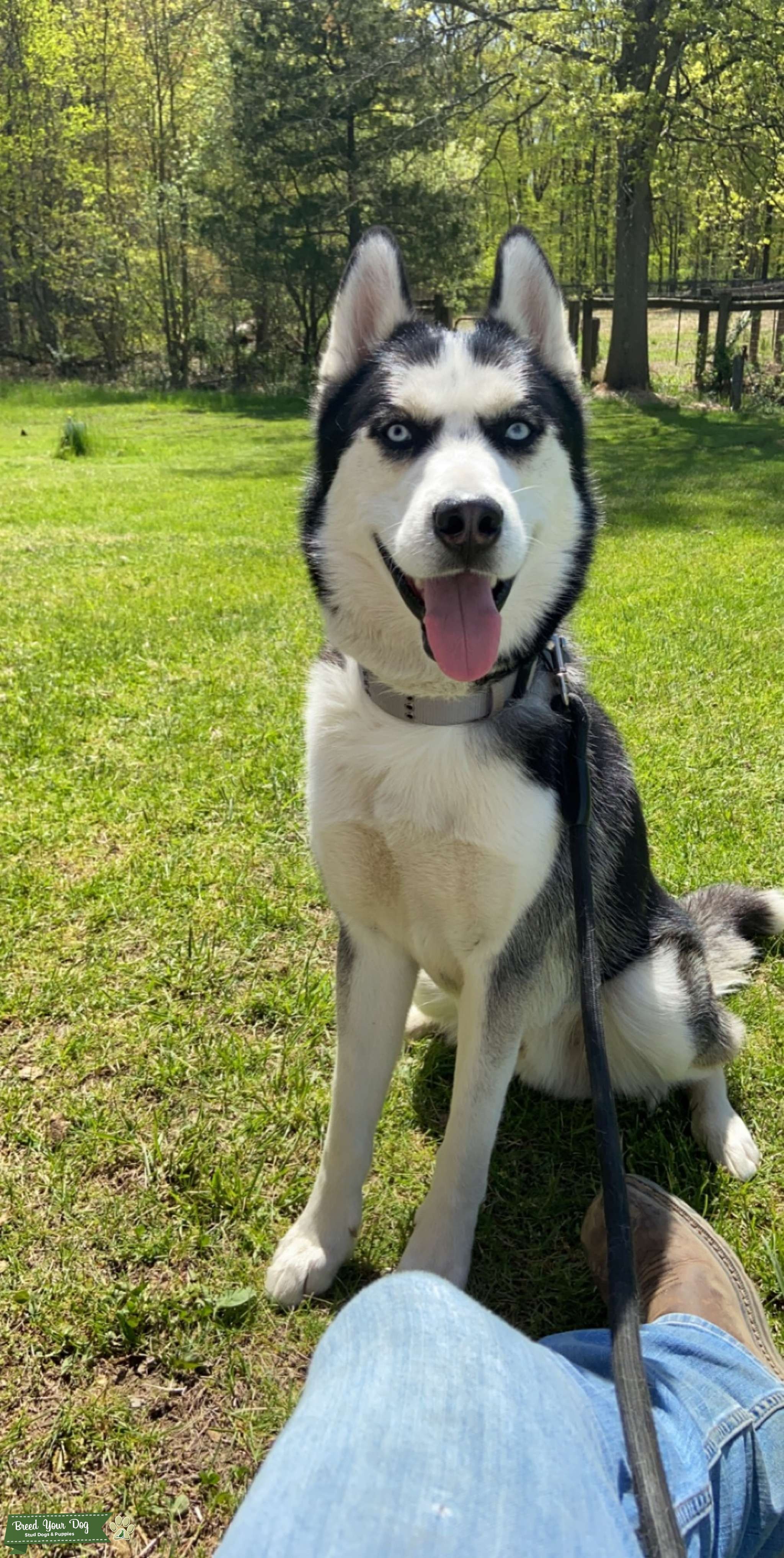Siberian Husky - Stud Dog NJ - Breed Your Dog