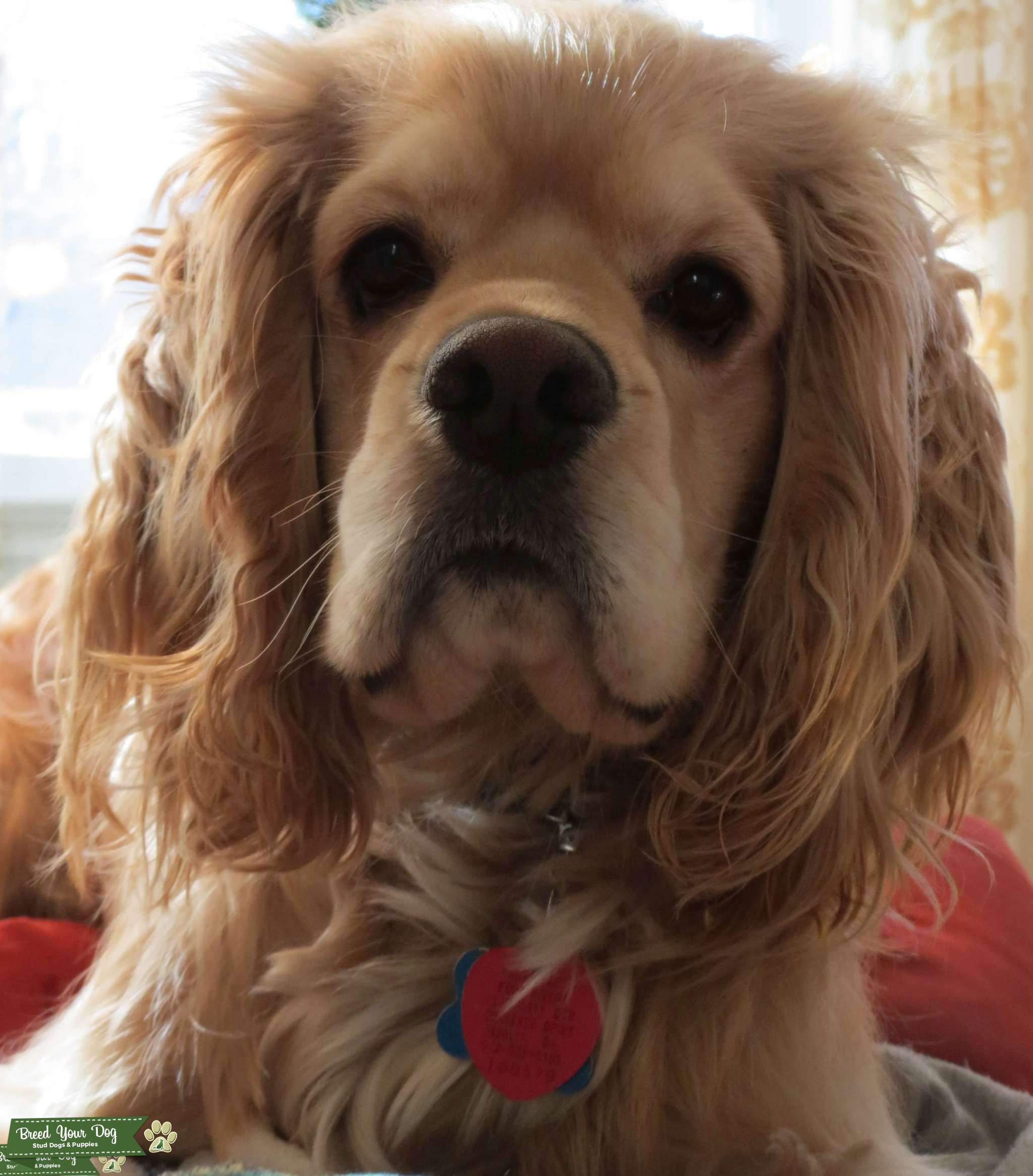 AKC American Cocker Spaniel Stud - Stud Dog in Virginia Mid Atlantic ...