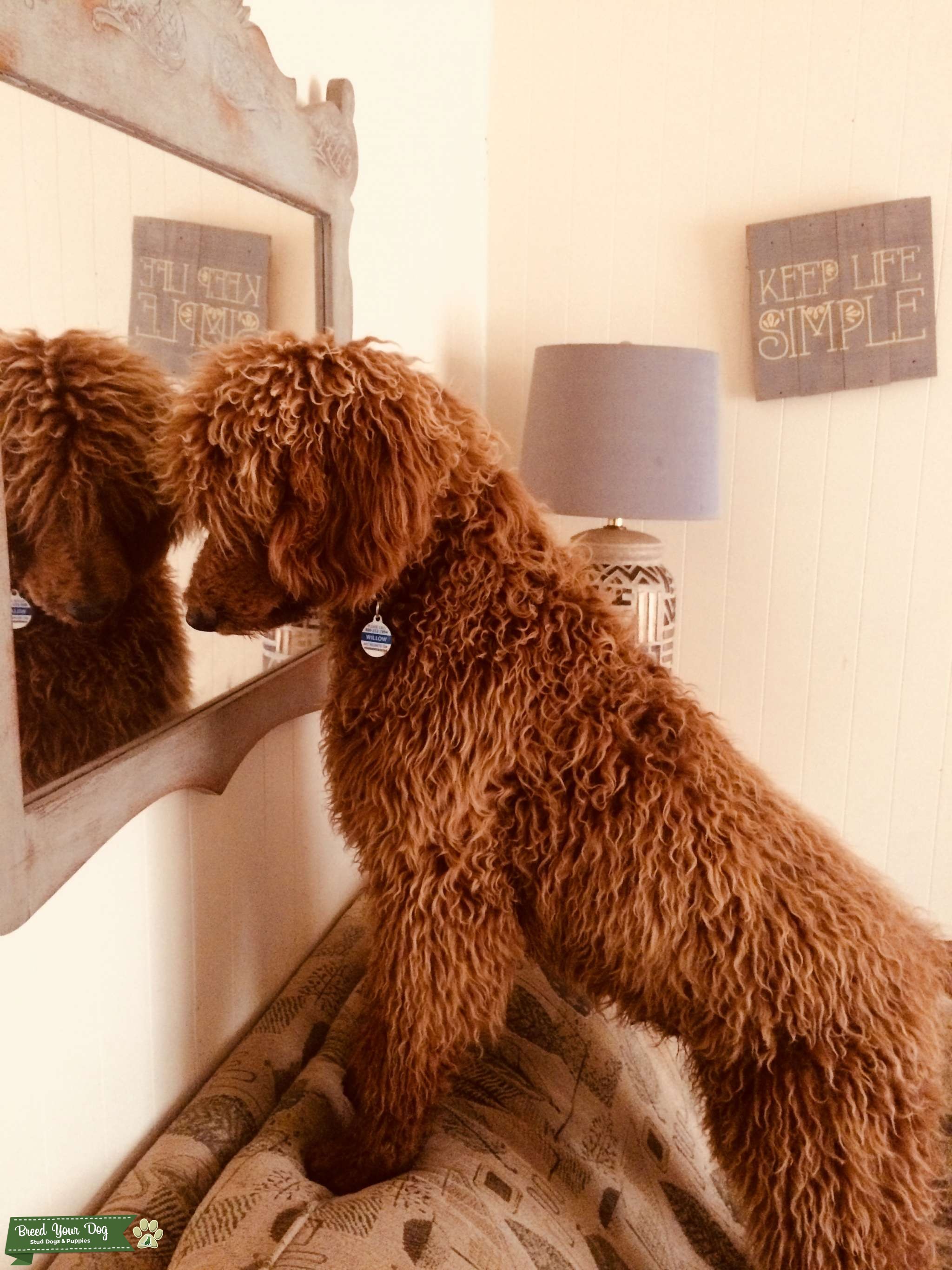 AKC Red Standard Poodle - Stud Dog GA - Breed Your Dog