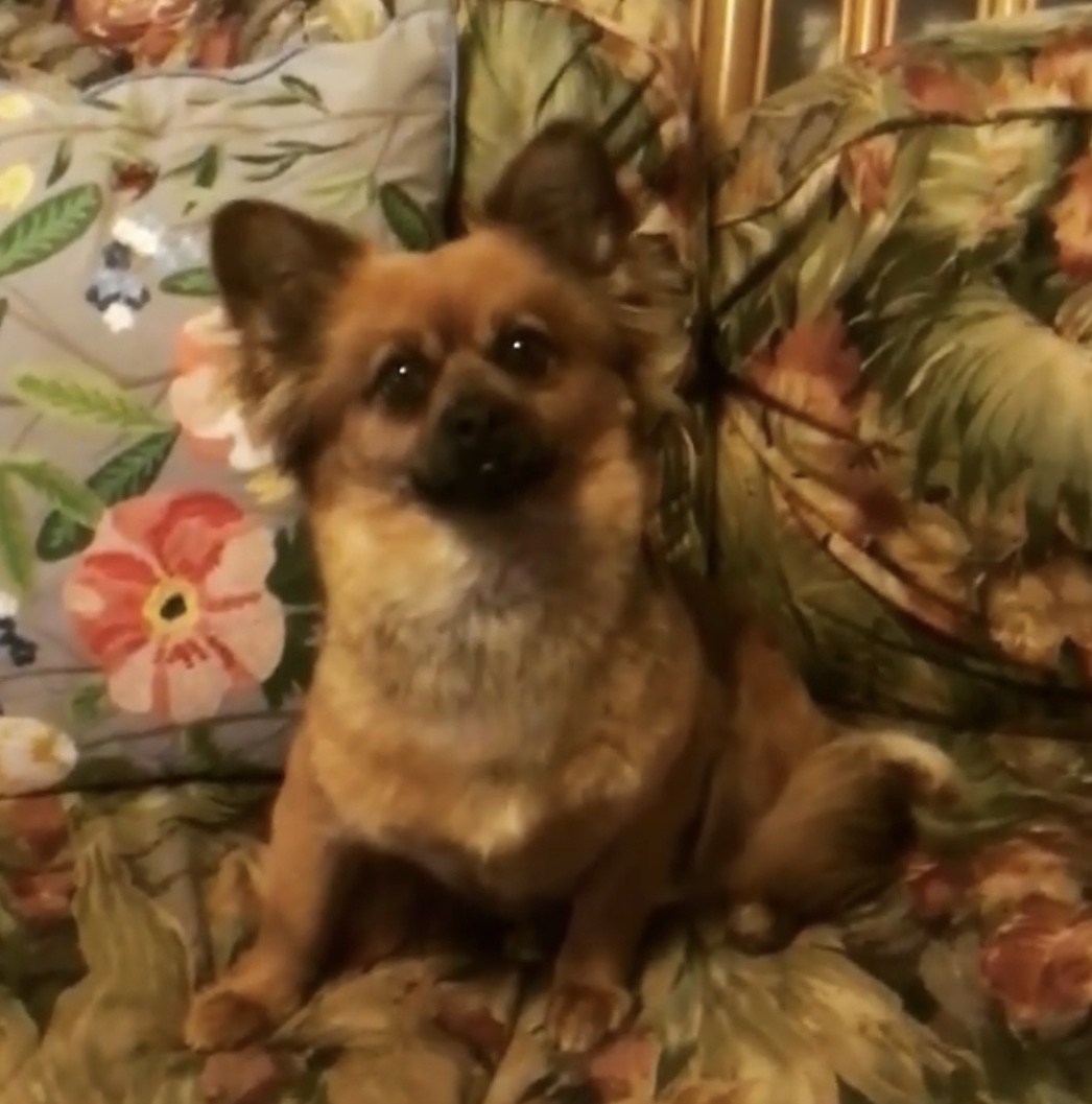 Beautiful foxy dog - Stud Dog in Wisconsin , United States | Breed Your Dog