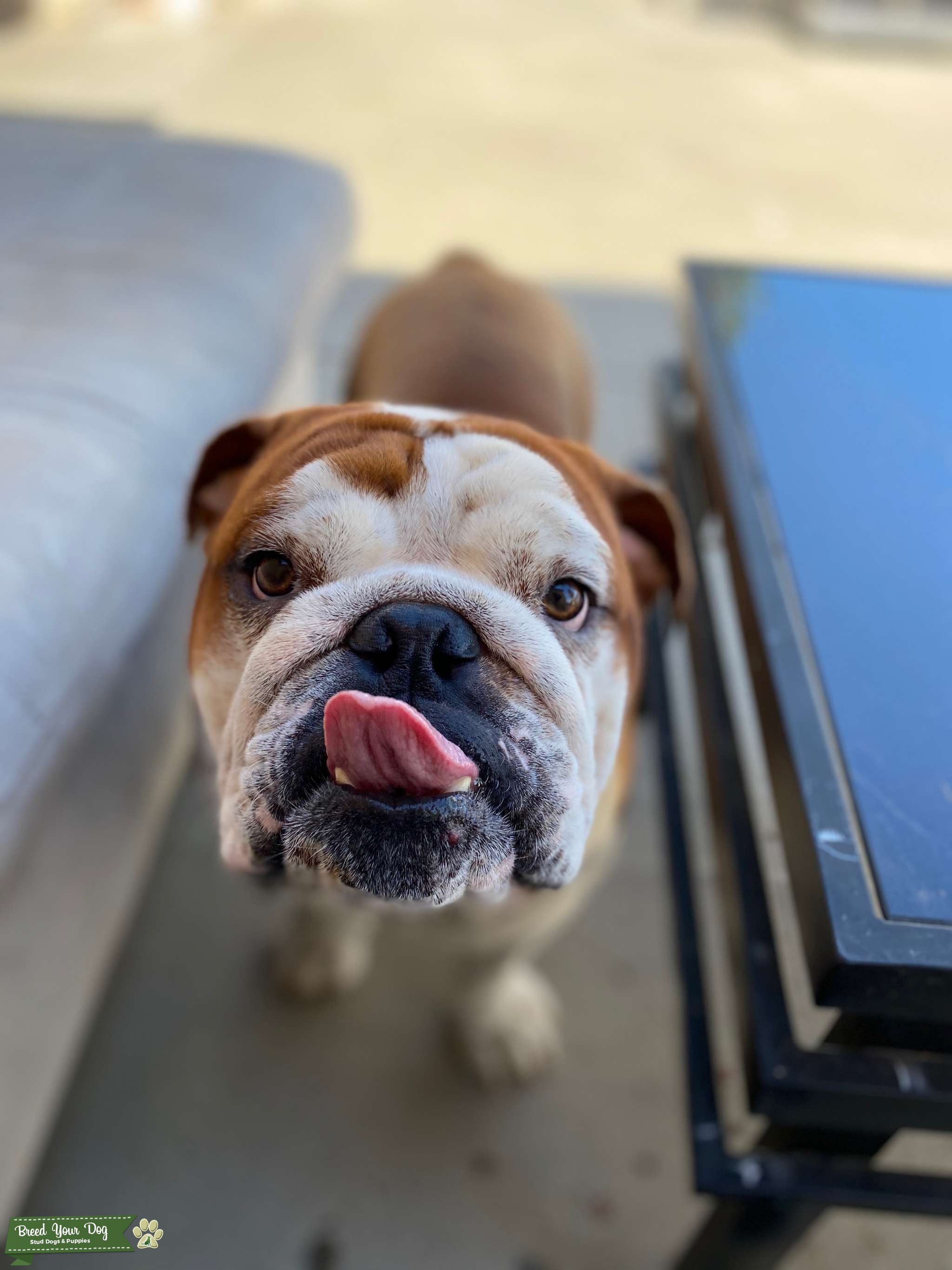 Archie - Stud Dog in California , the United States | Breed Your Dog