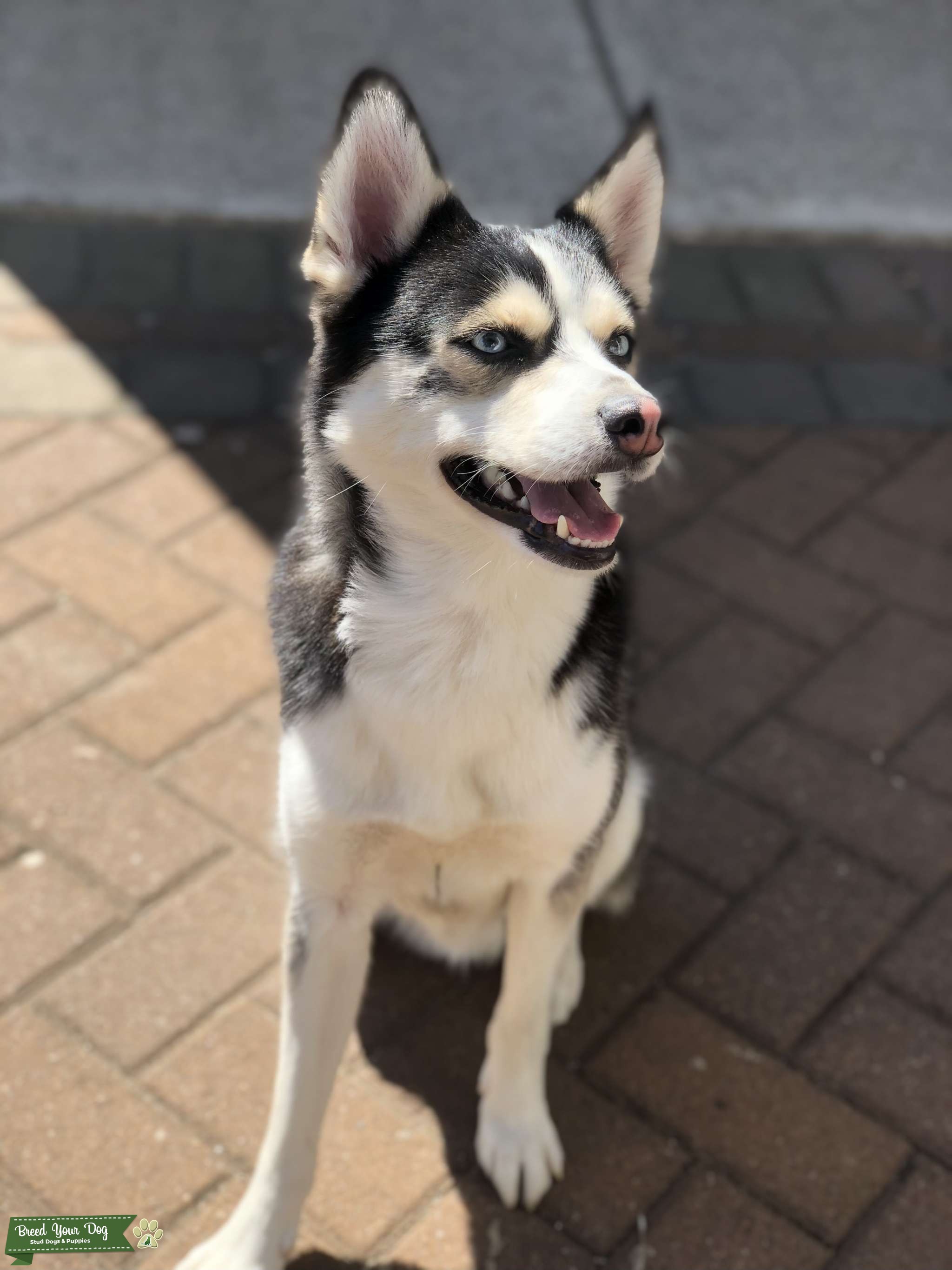 Handsome And Proven Pomsky Available - Stud Dog Northeast - Breed Your Dog