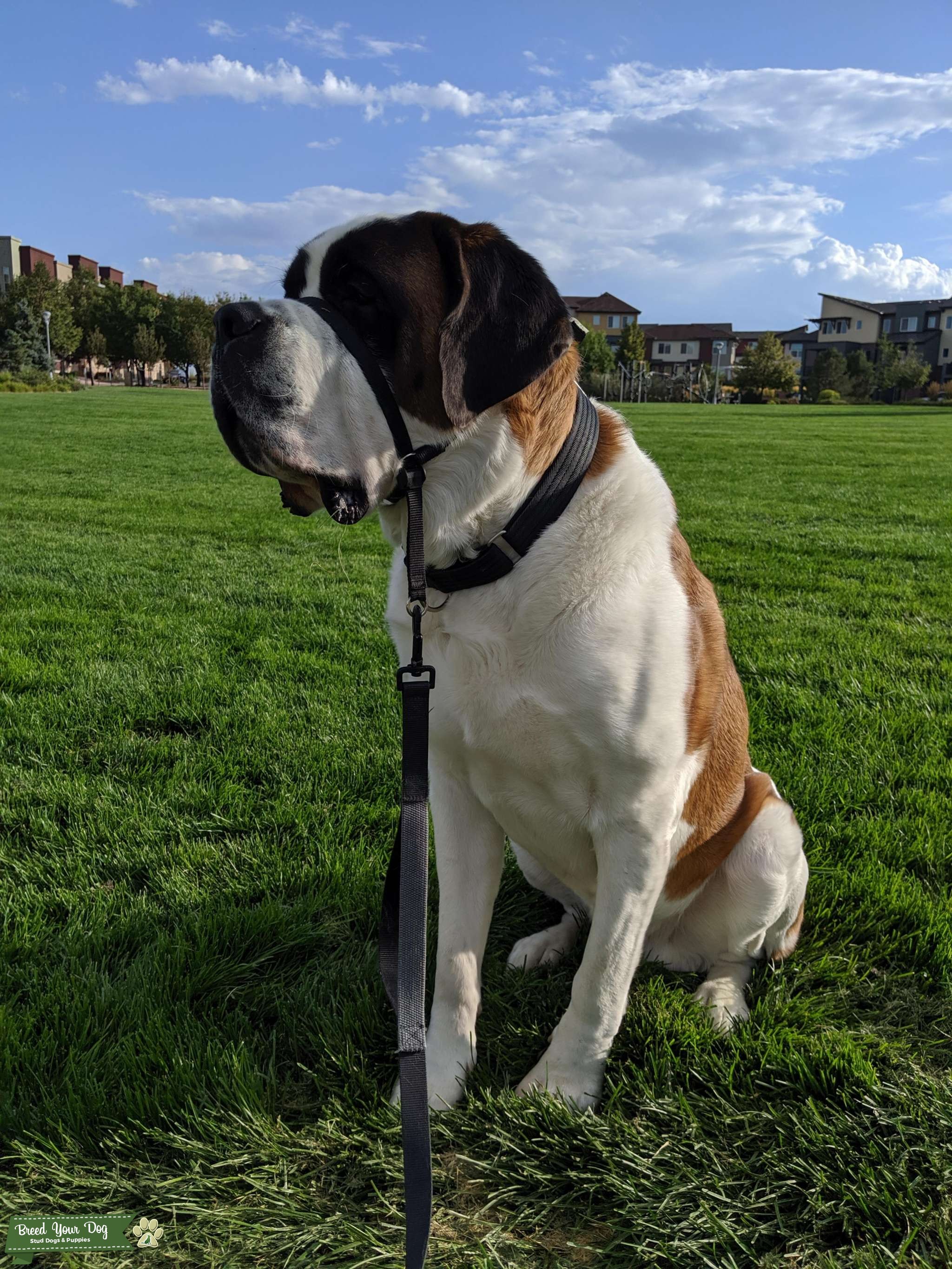 2yr old Saint Bernard Stud - Stud Dog in Denver, Colorado, United ...