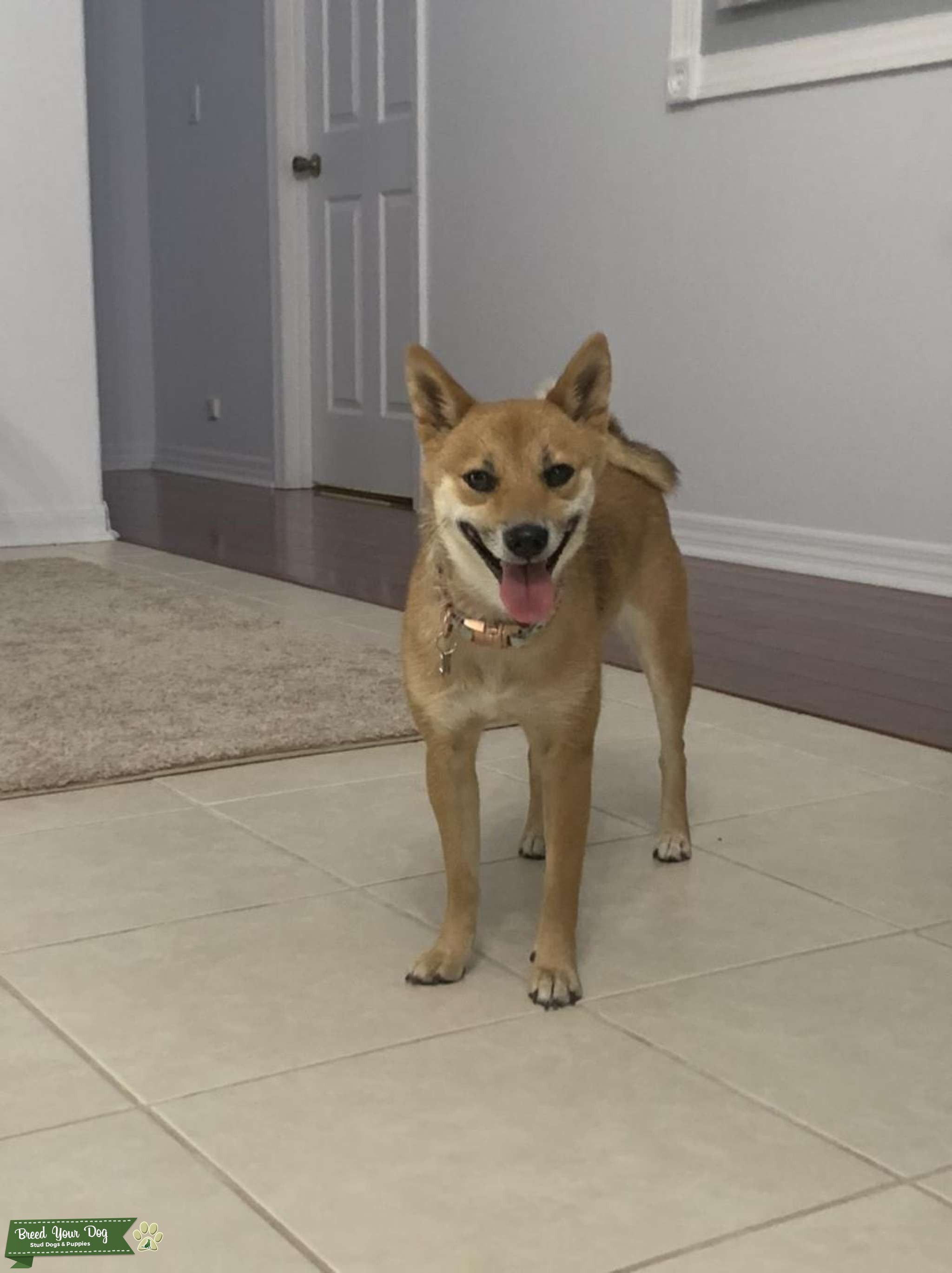 PURE BREED SHIBA INU LOOKING FOR MATE - Stud Dog in FL, the United ...