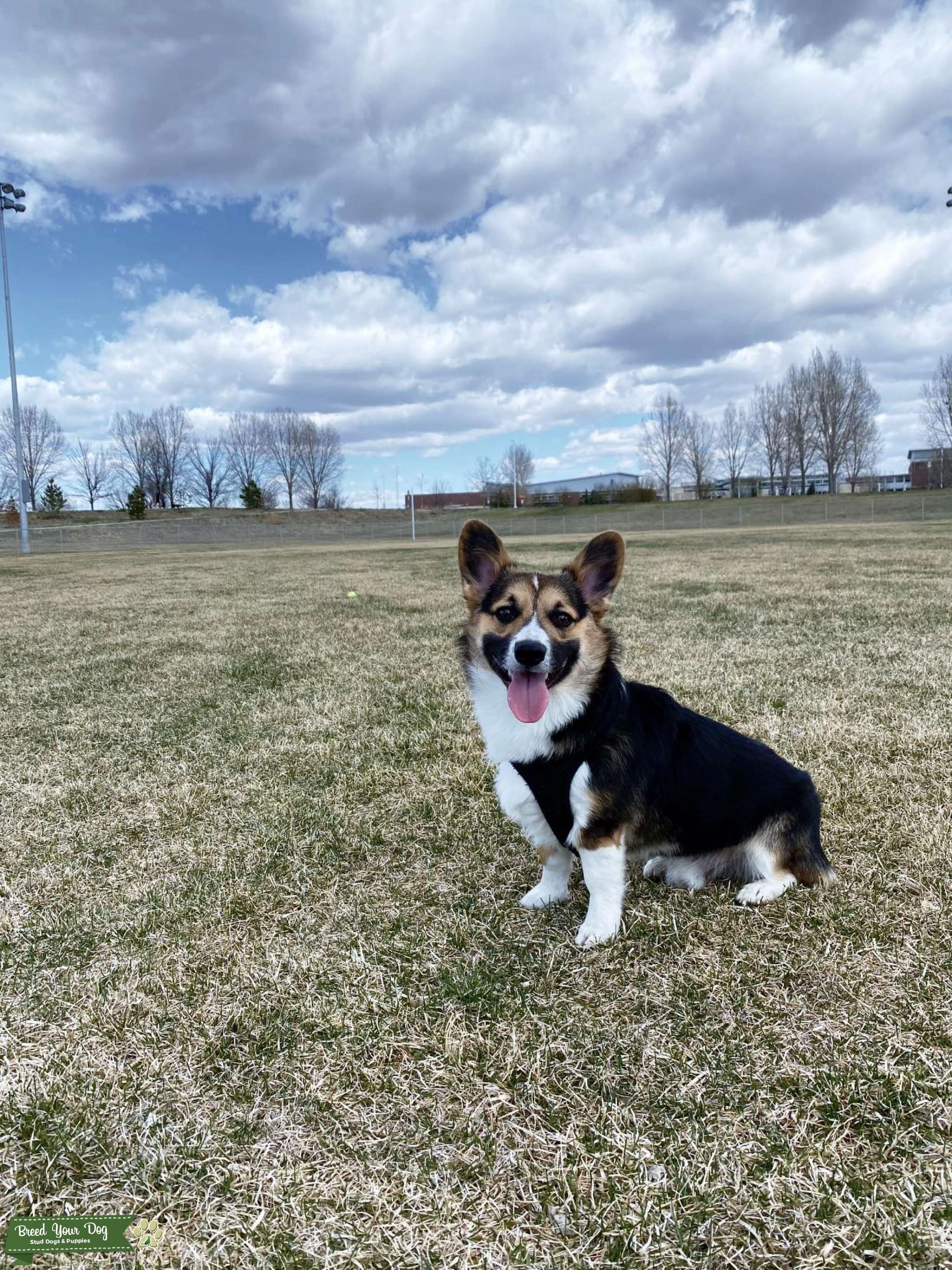 Tri-Color AKC Pembroke Welsh Corgi - Stud Dog in Colorado, the United ...
