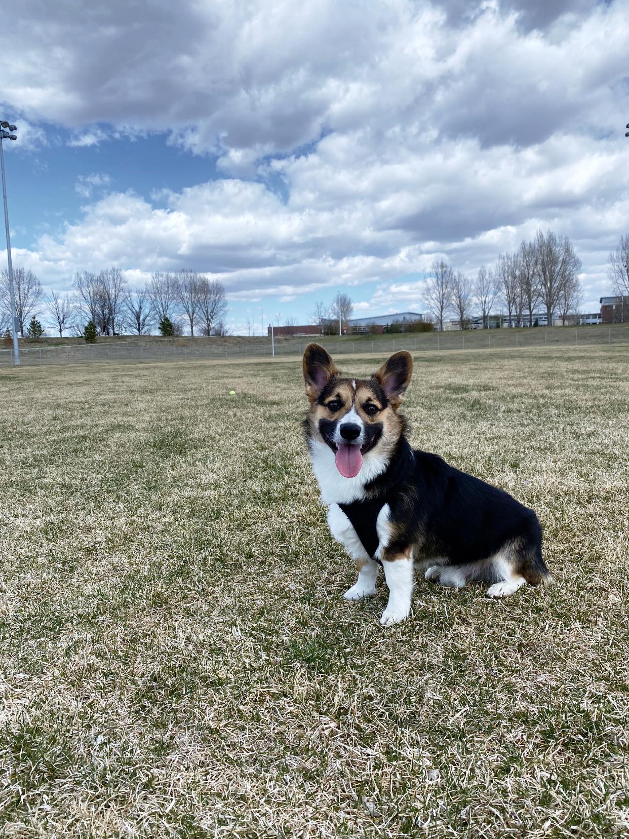 Tri-Color AKC Pembroke Welsh Corgi - Stud Dog in Colorado, United ...