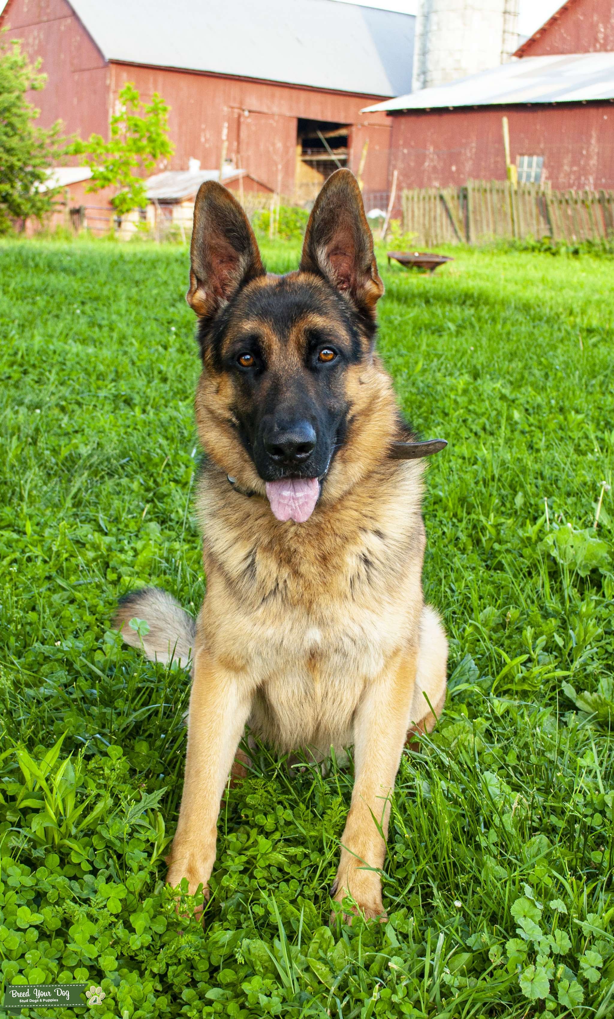 German Shepherd Dog Stud - AKC Registered - Stud Dog in Ohio, the ...