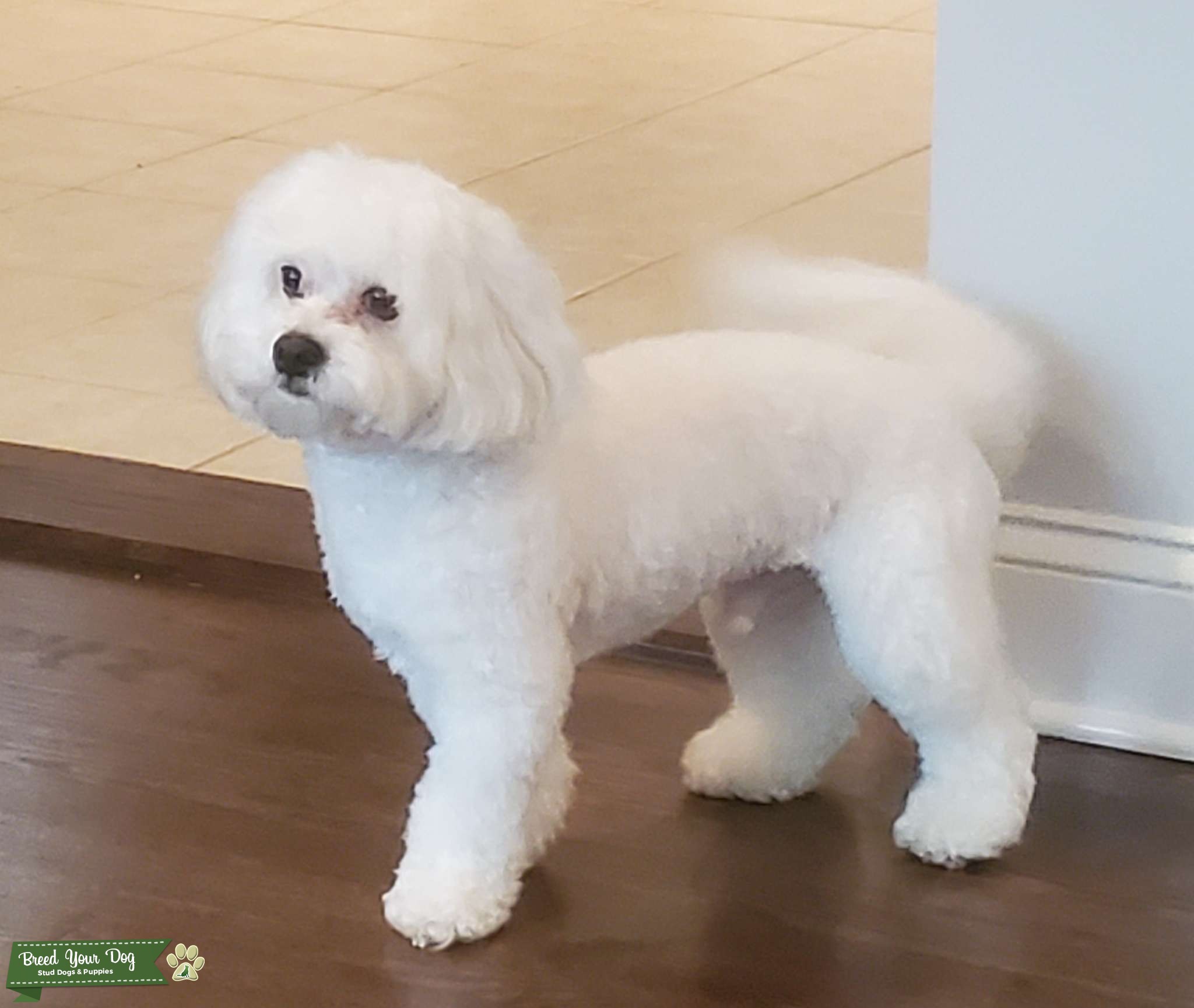 Young Stud - Stud Dog in GA, United States | Breed Your Dog