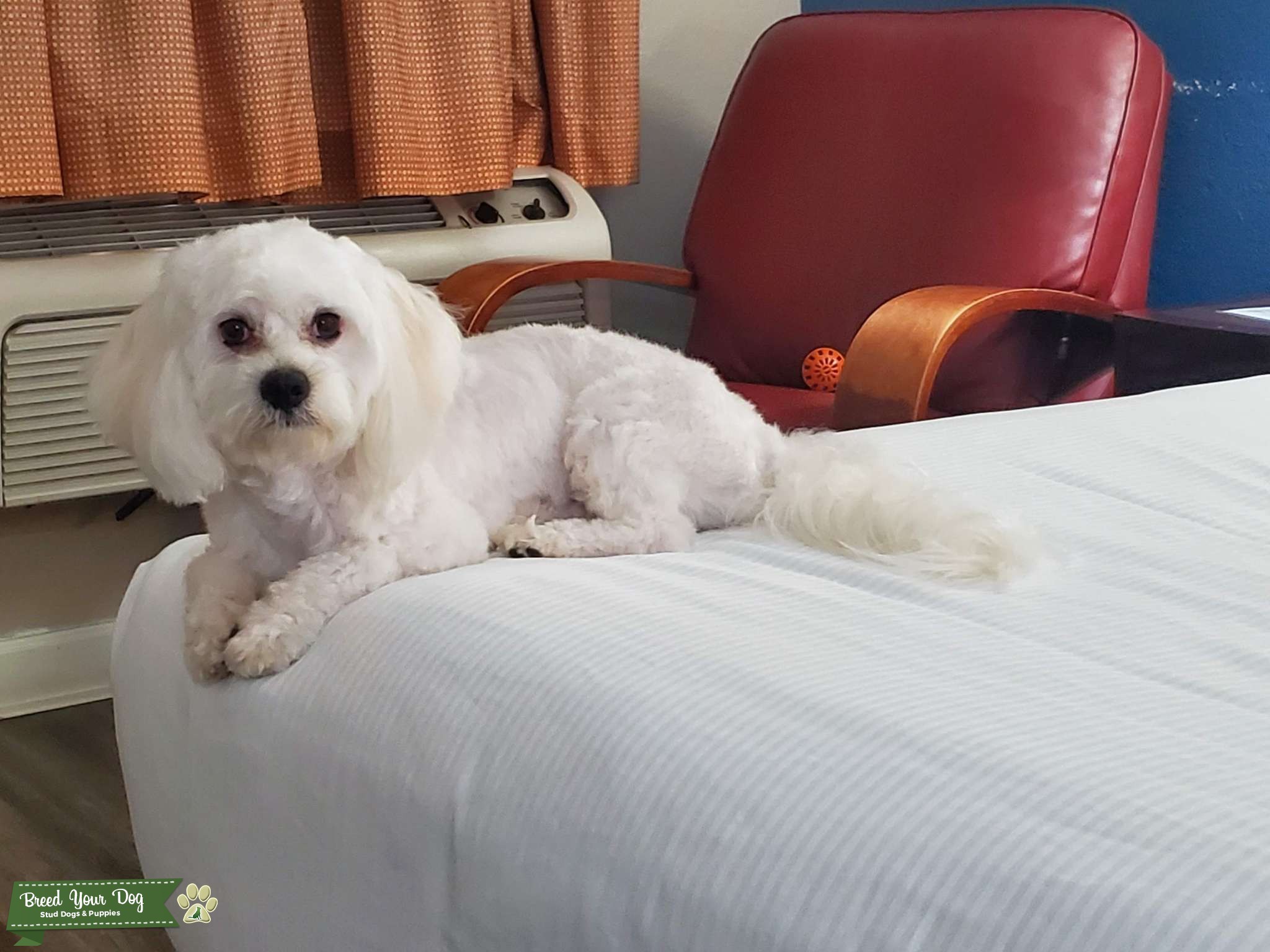 Young Stud - Stud Dog in GA, United States | Breed Your Dog