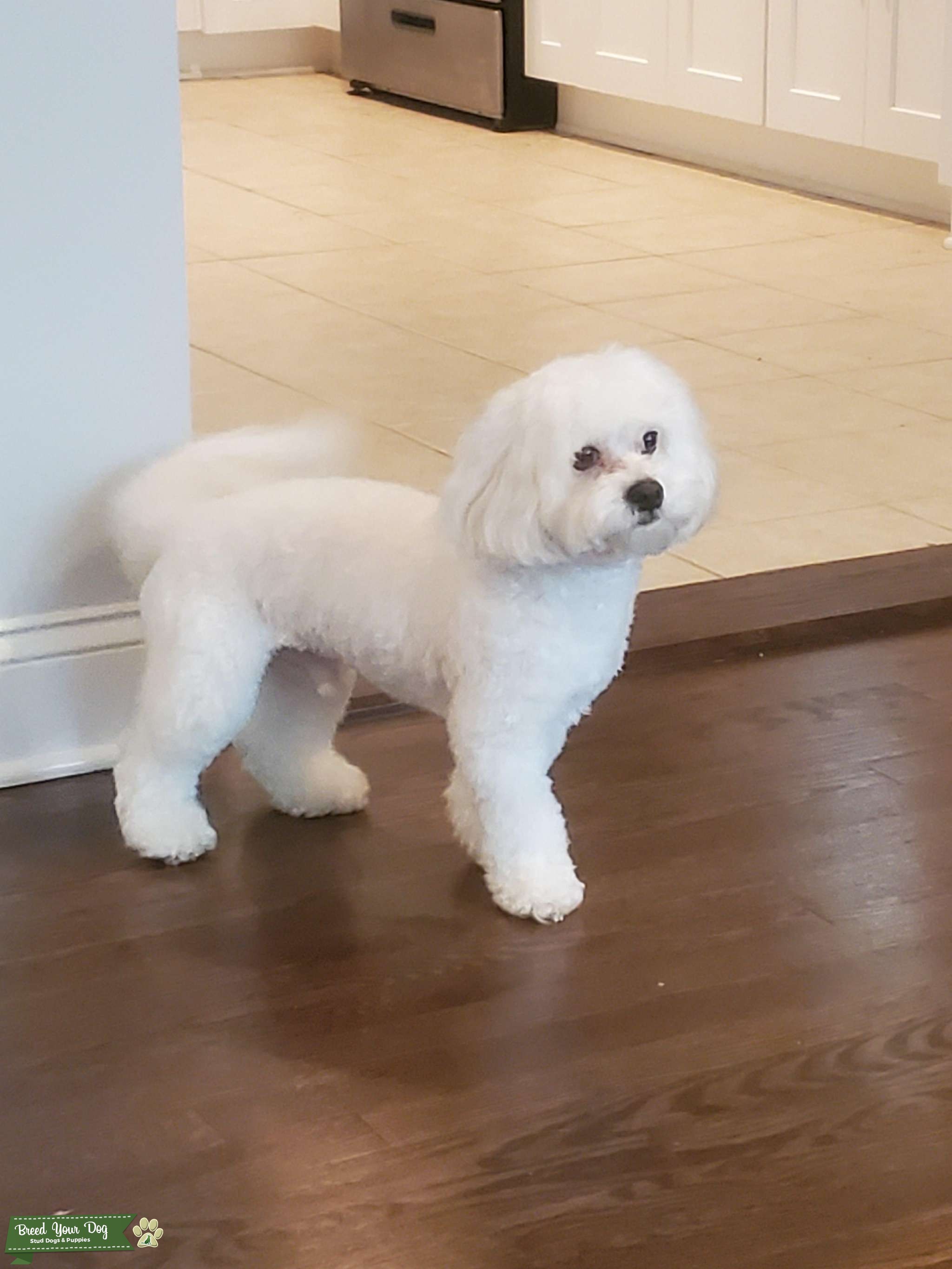 Young Stud - Stud Dog in GA, United States | Breed Your Dog