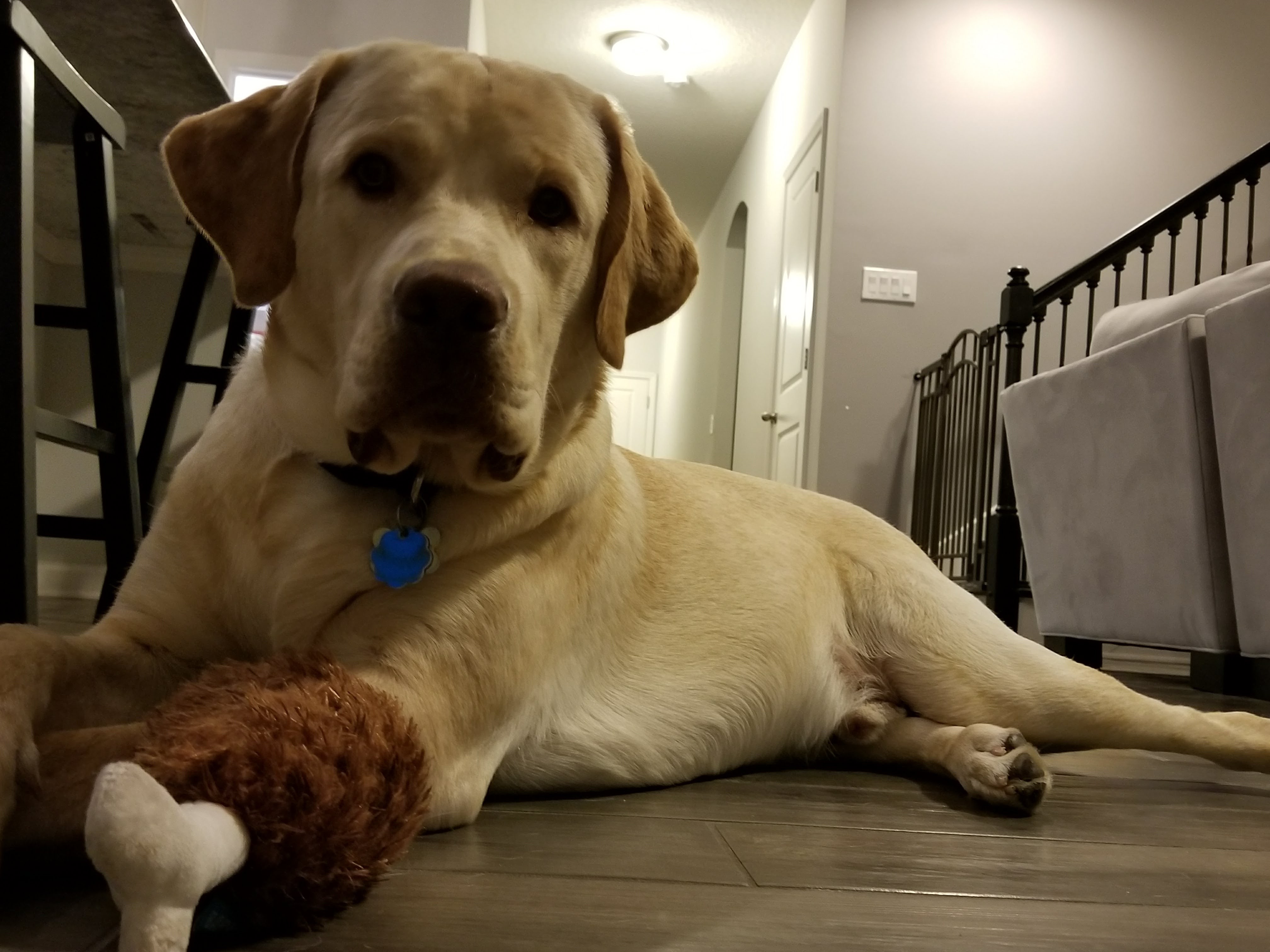 Boss Lab - Yellow Dudley English Lab - Stud Dog in Florida, the United ...