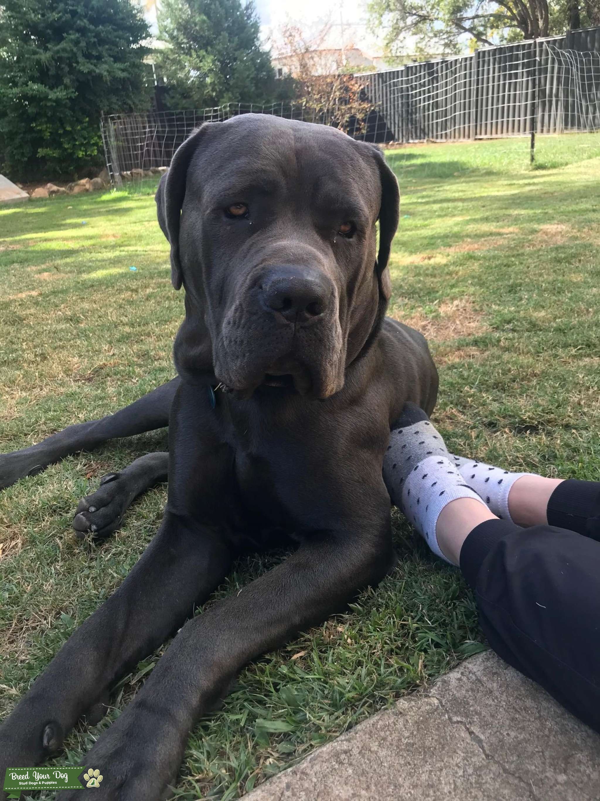 Neo Mastiff Stud - Stud Dog Ipswich - Breed Your Dog