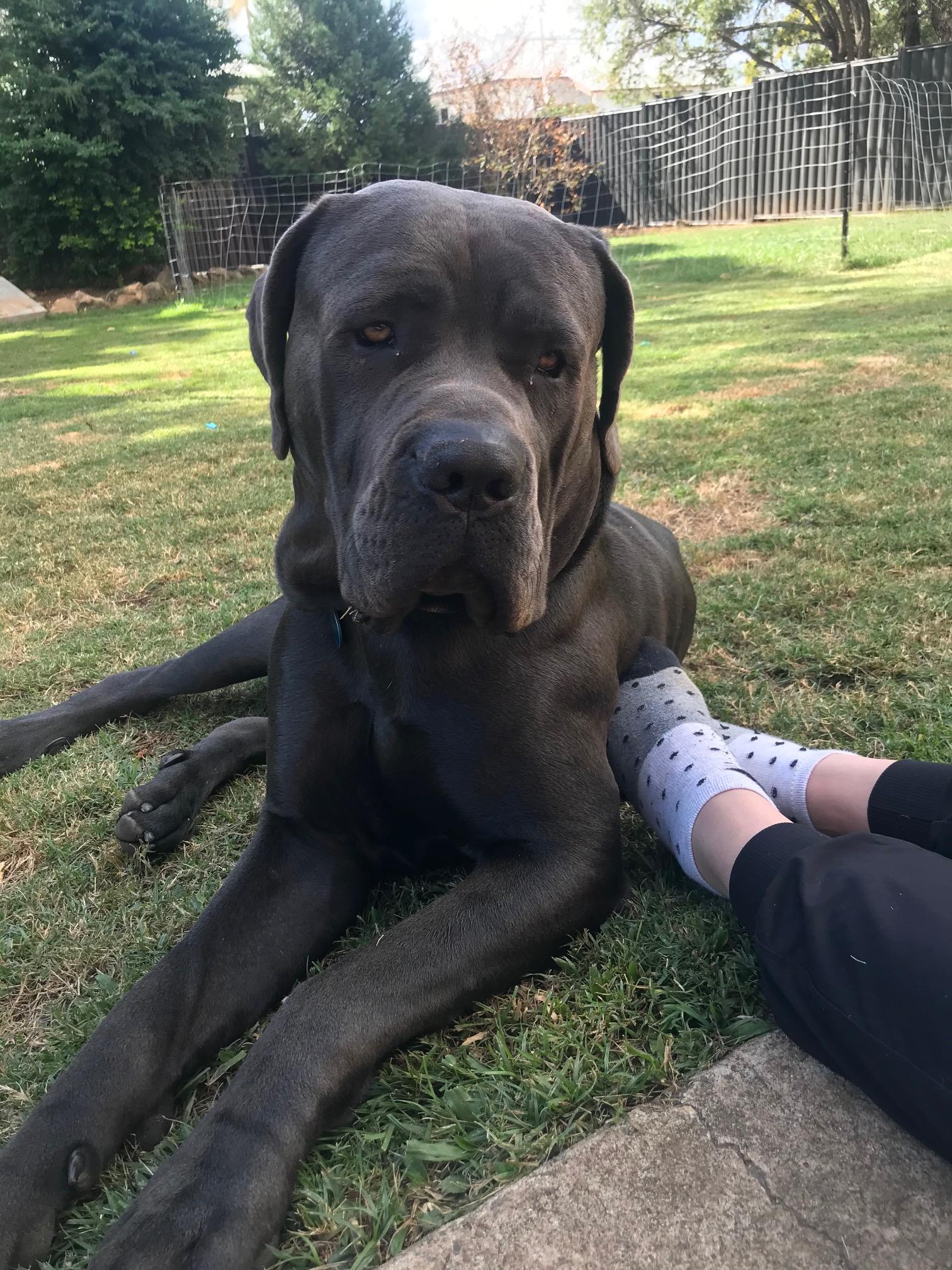 Neo Mastiff Stud - Stud Dog in Ipswich , Australia | Breed Your Dog