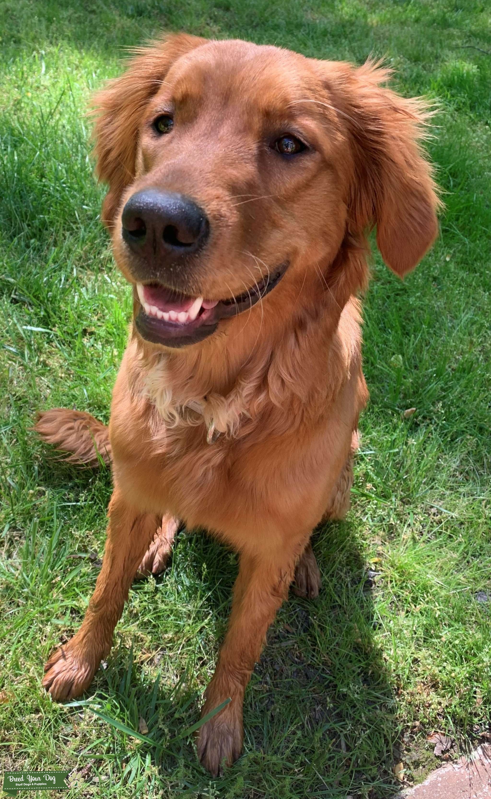 Golden Retriever Female Stud Dog In Maryland The United States Golden Retriever Female Stud Dog In Maryland The United States