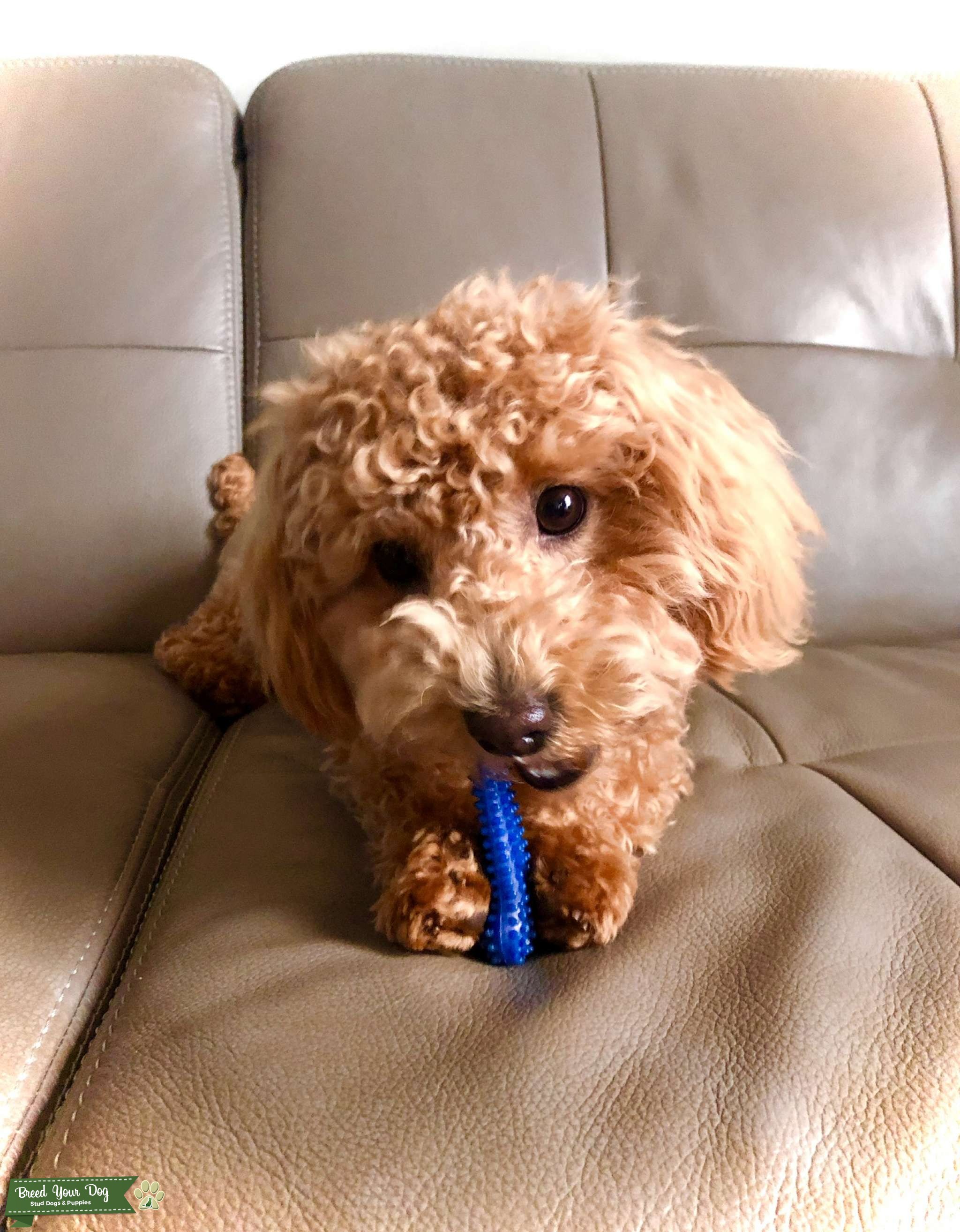 Toy poodle - Stud Dog in Spartanburg , the United States | Breed Your Dog