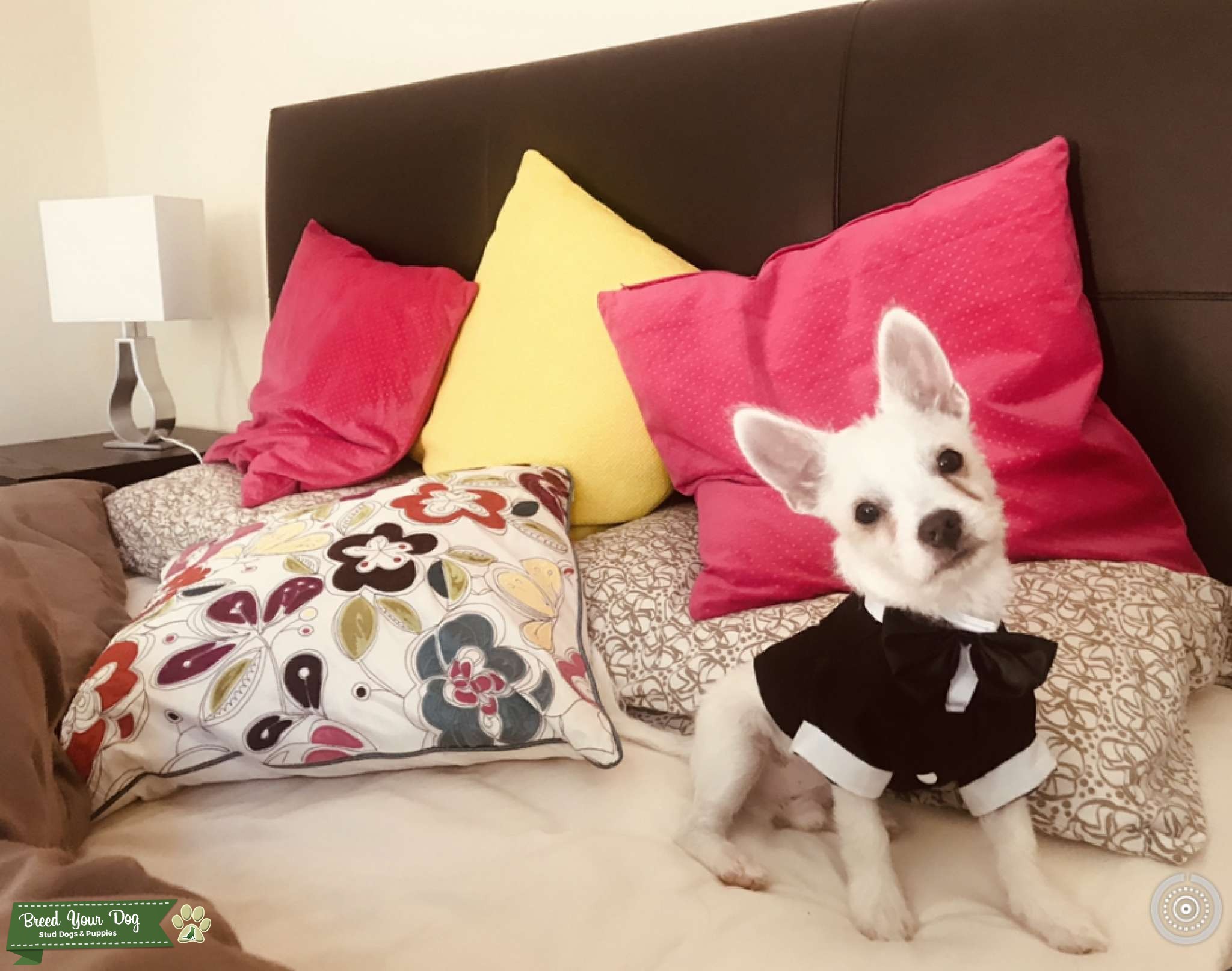 Snow White jackawawa weight:5kg beautiful temperament - Stud Dog in ...