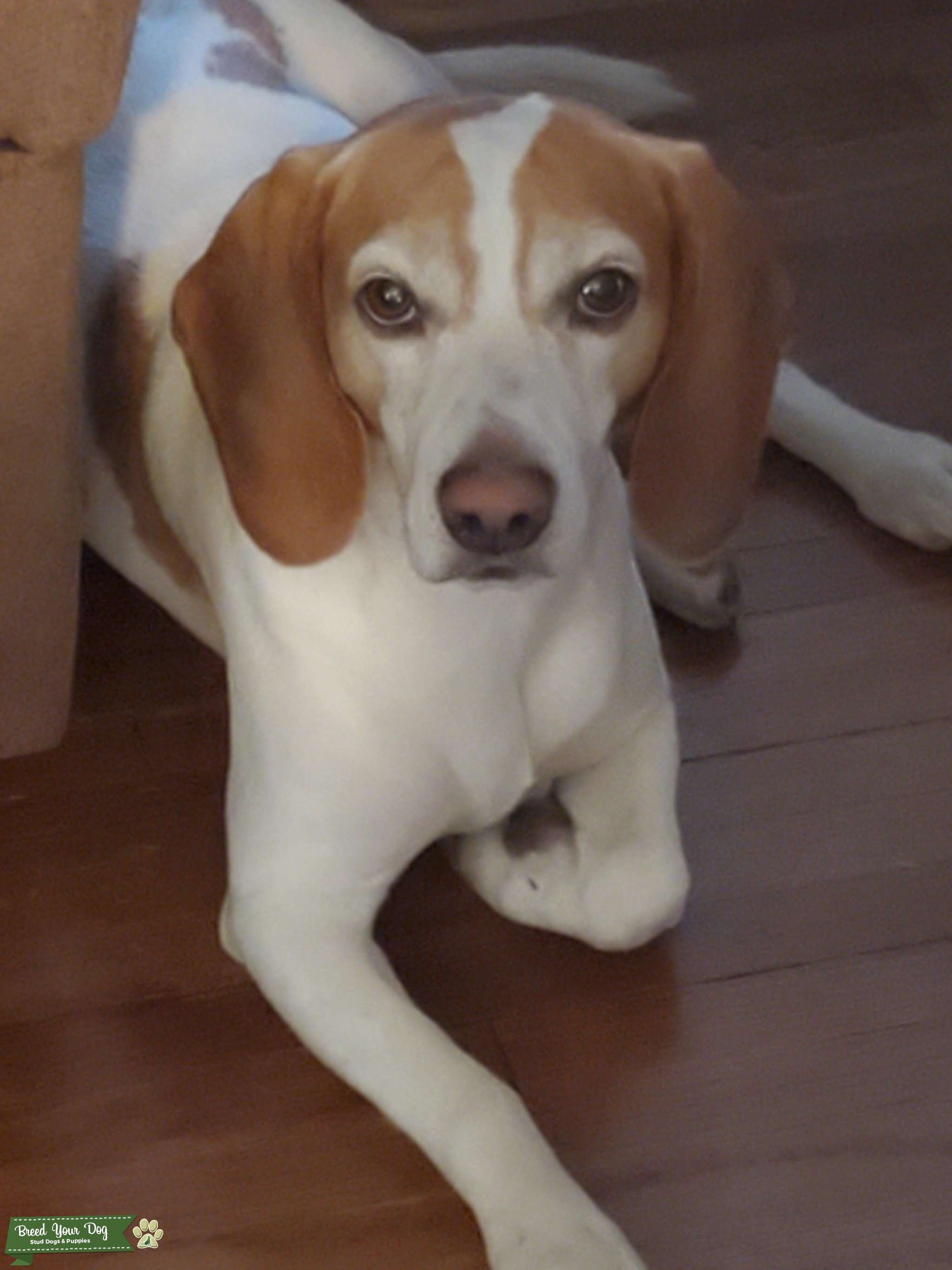 Royal Beagle - Stud Dog in Los Angeles County, the United States ...