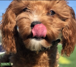 Cavapoo Stud Dogs Available Now - Breed Your Dog
