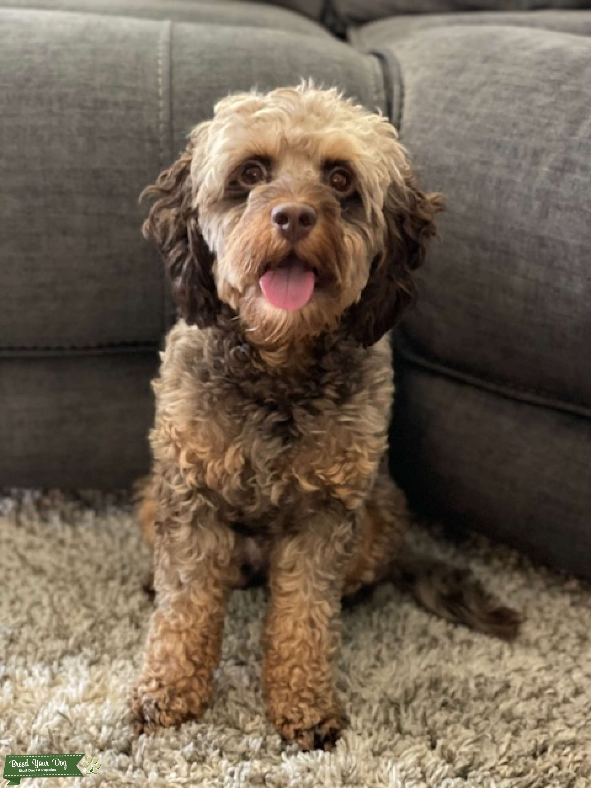 Handsome curly cockapoo stud seeking mate - Stud Dog in New Jersey ...