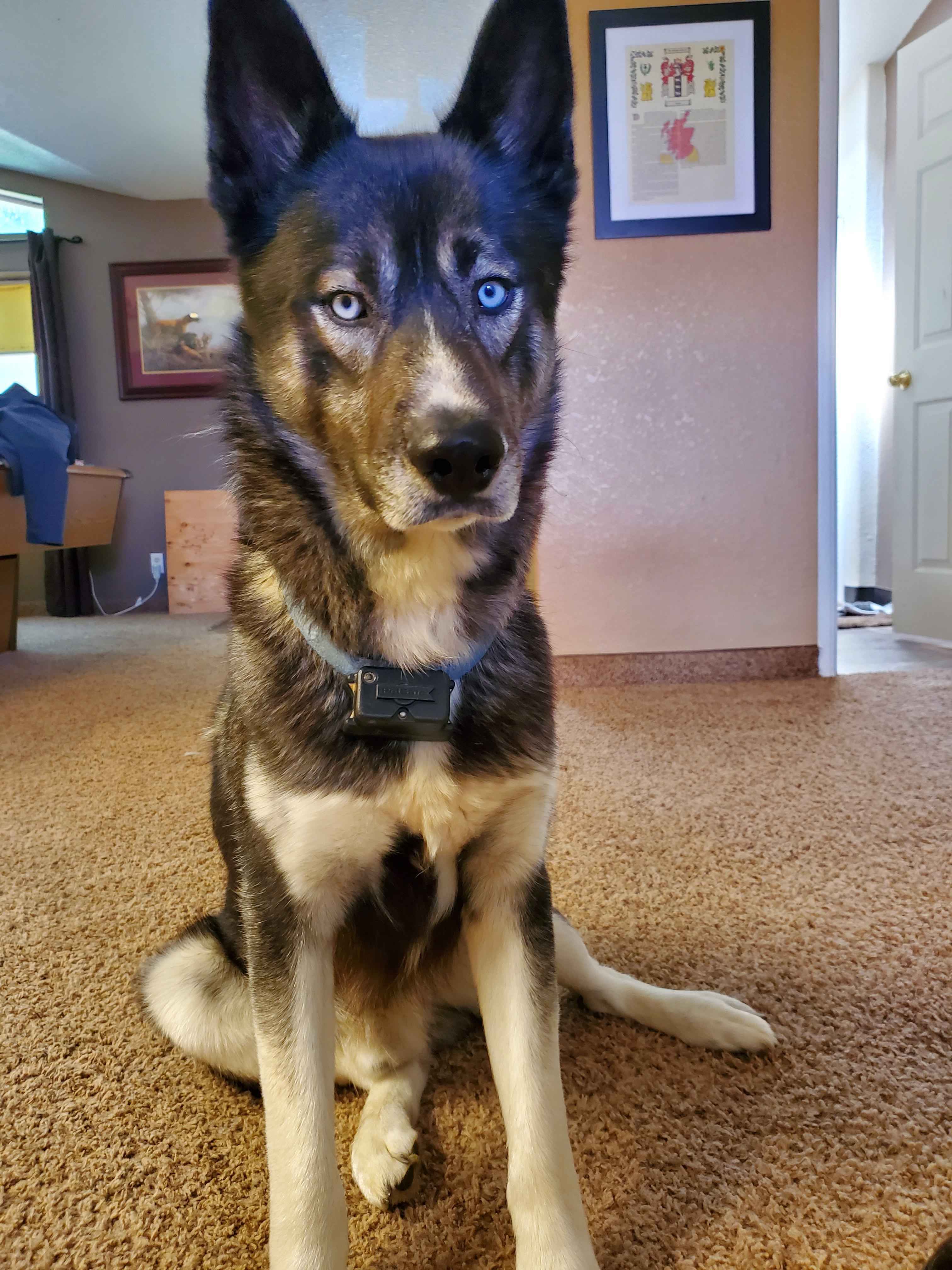 Agouti Siberian Husky - Stud Dog in Idaho, United States | Breed Your Dog