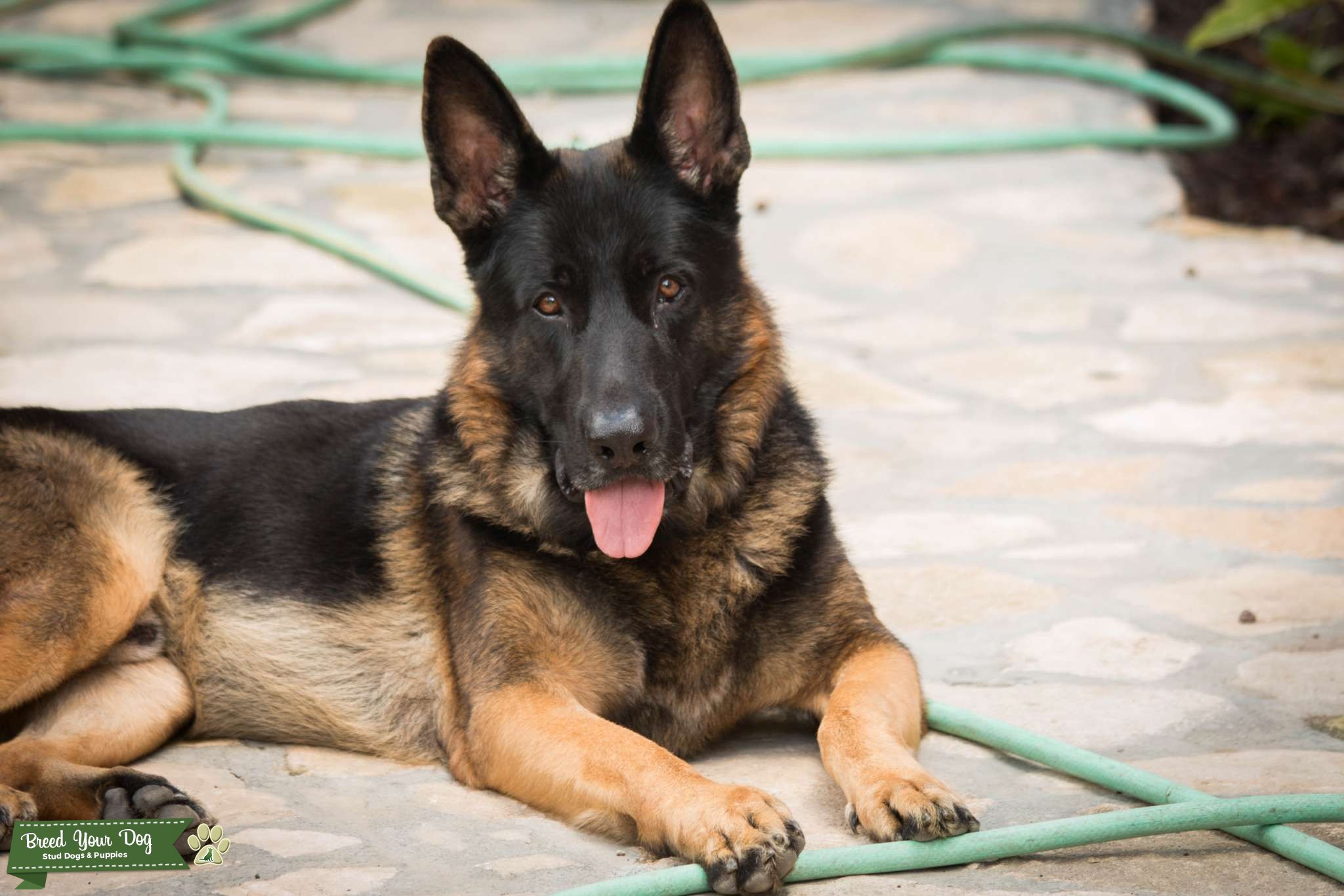 King Kojo! Beautiful Caribbean German Shepherd is ready to start a ...