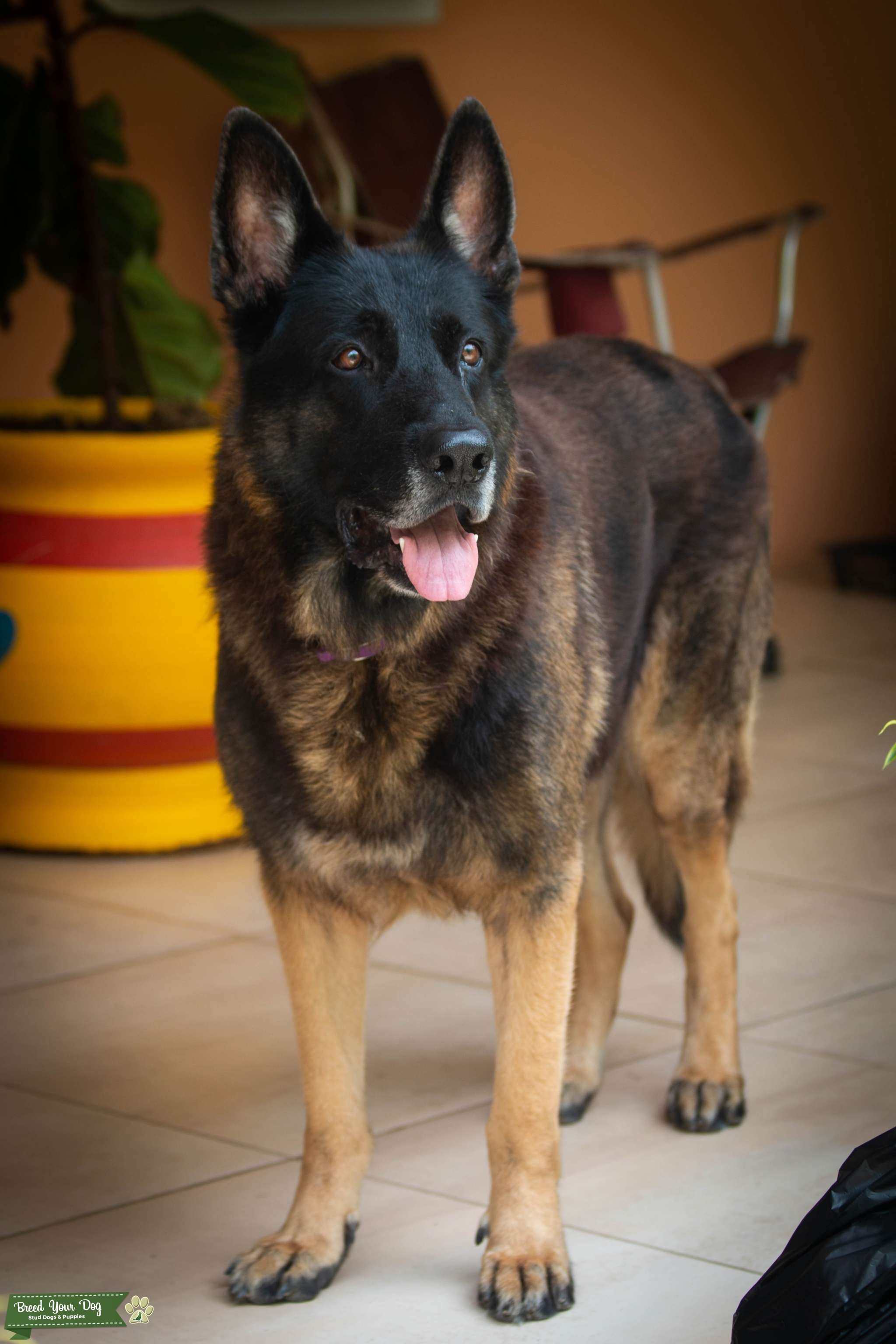 King Kojo! Beautiful Caribbean German Shepherd is ready to start a ...