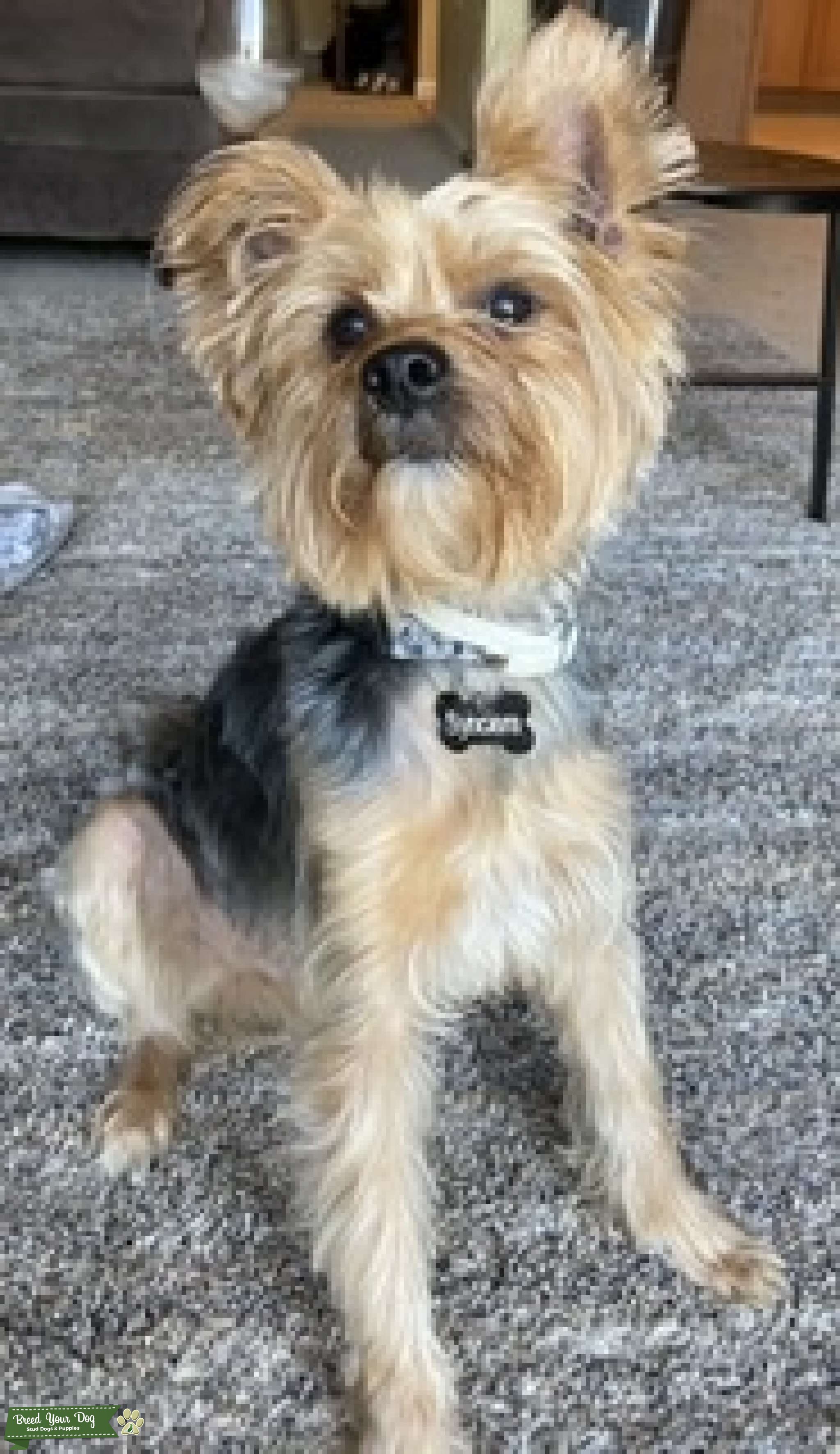 Handsome yorkie - Stud Dog in Northern Virginia , the United States ...