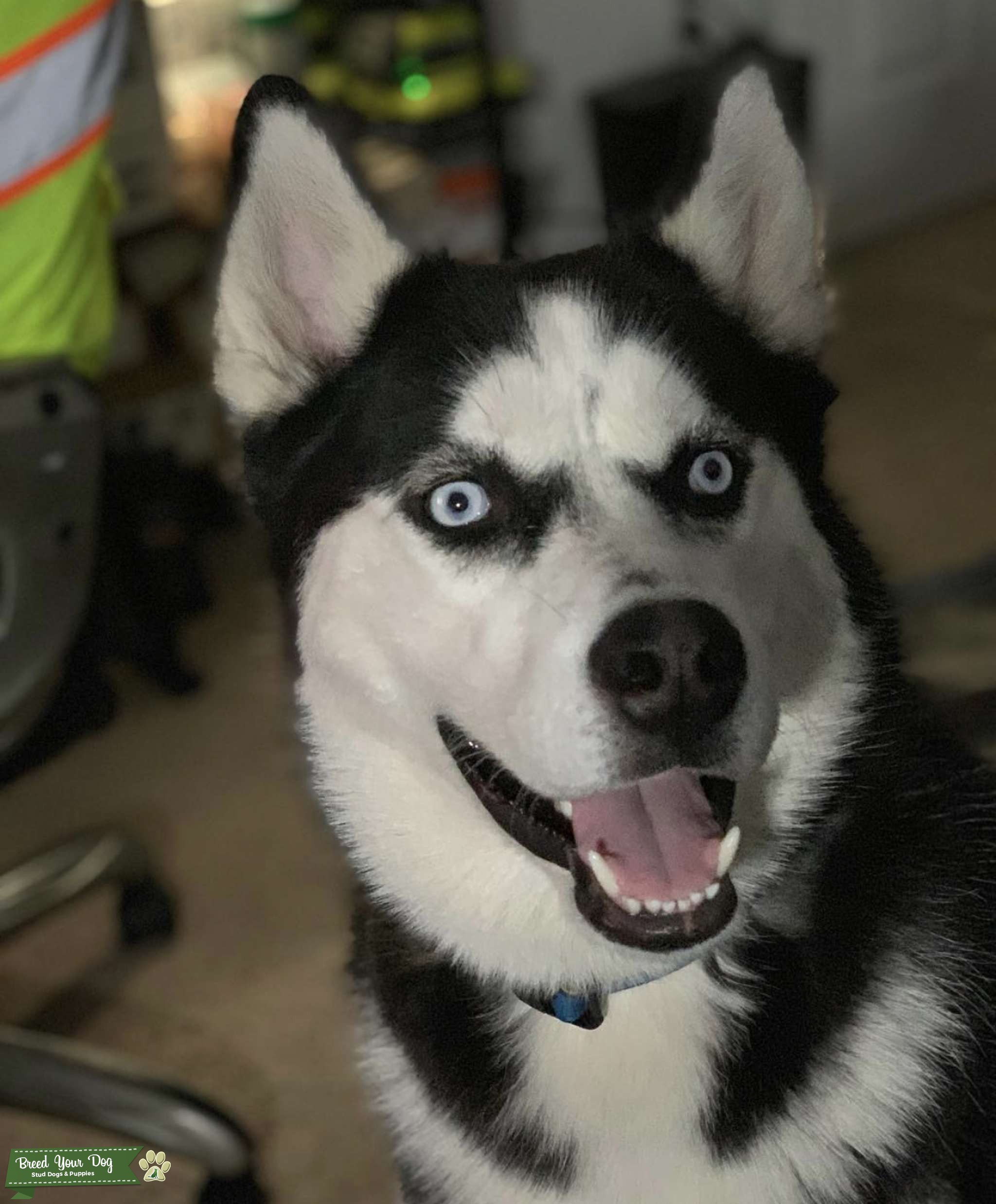 Bruce is looking to make babies - Stud Dog in New York, the United ...