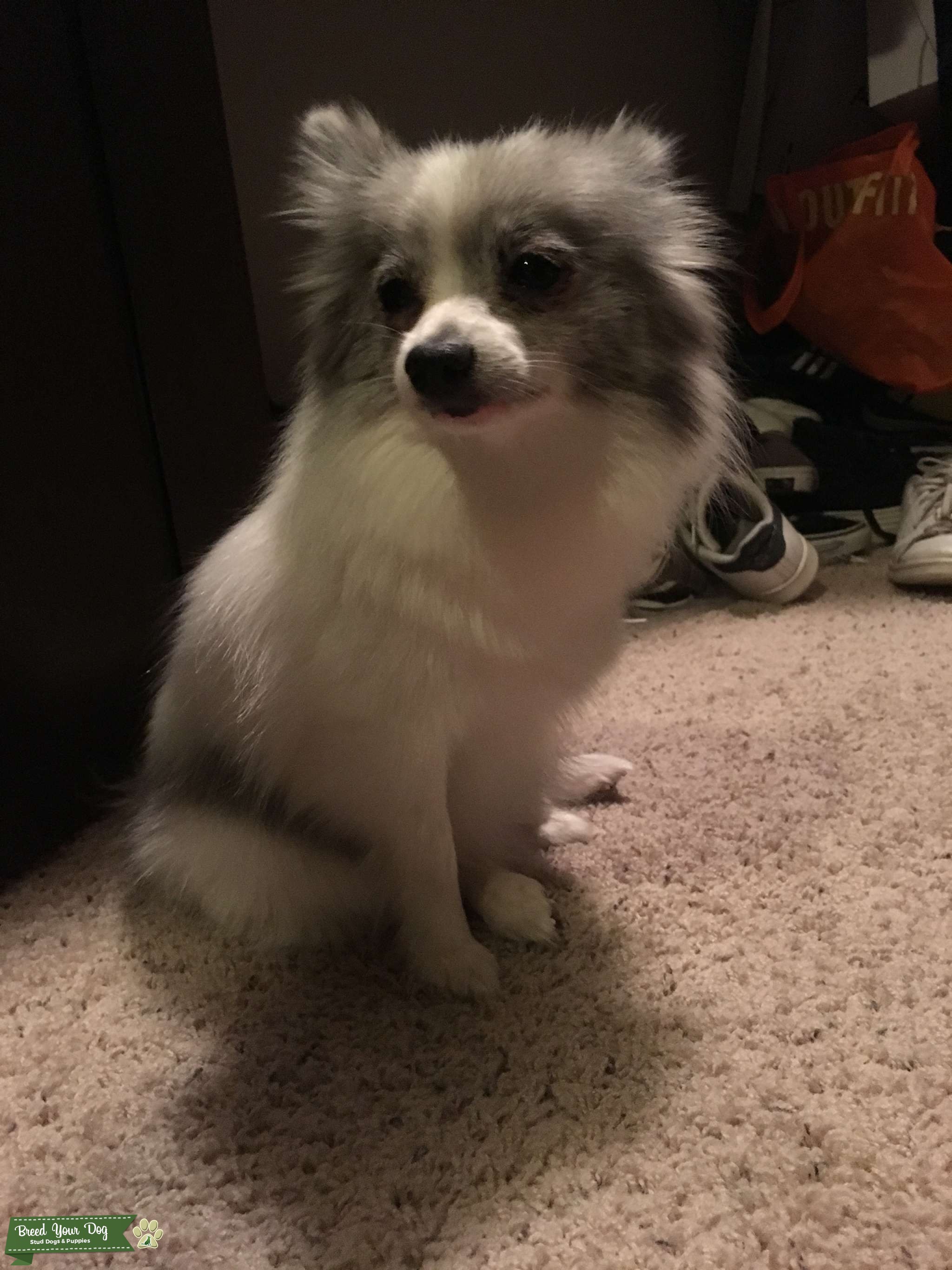 White and Gray Pomeranian - Stud Dog in conroe , the United States ...
