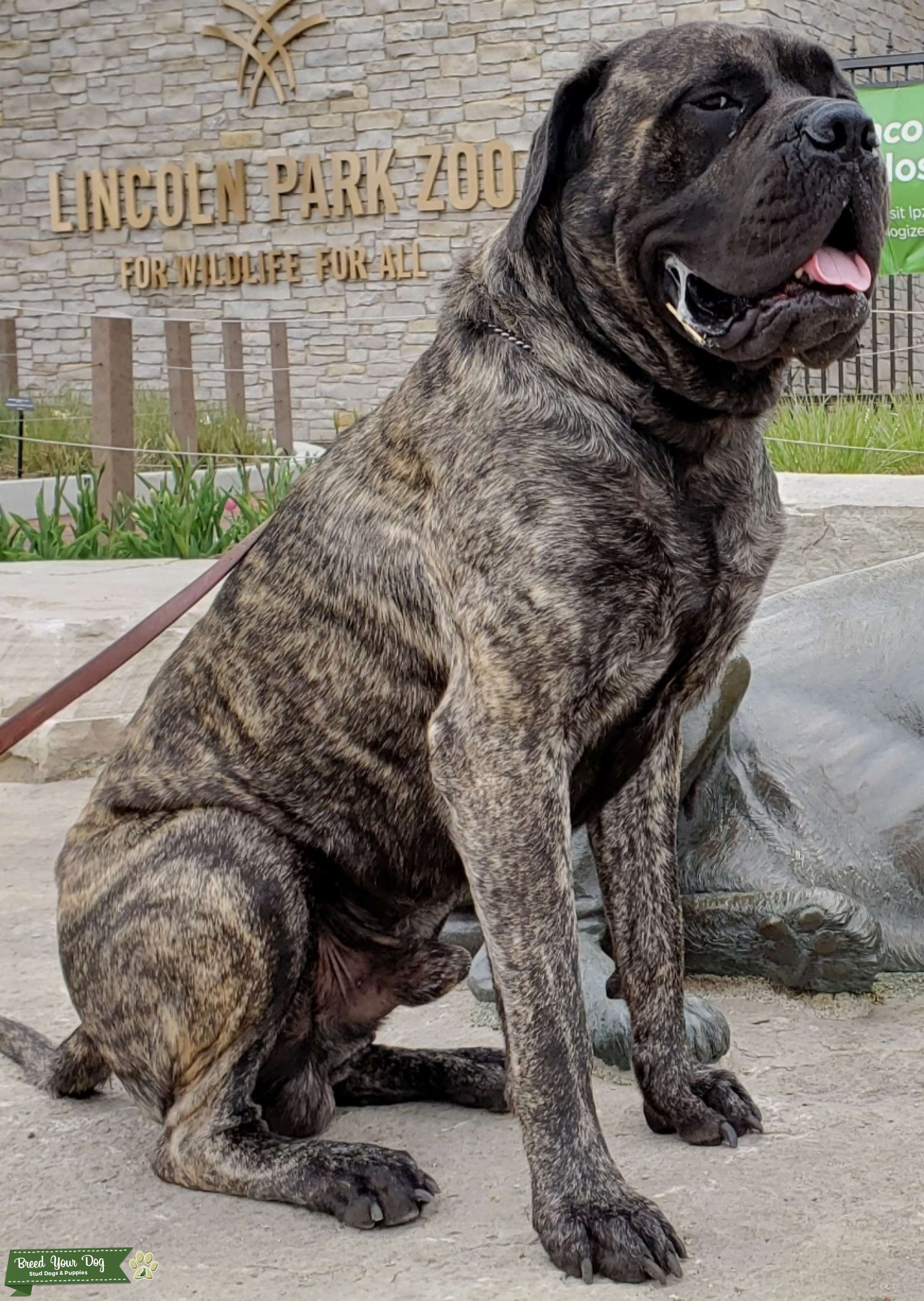 Old English Mastiff - Stud Dog in Midwest, the United States | Breed ...