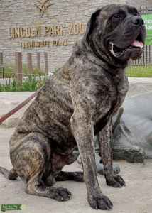 Old English Mastiff - Stud Dog Midwest - Breed Your Dog
