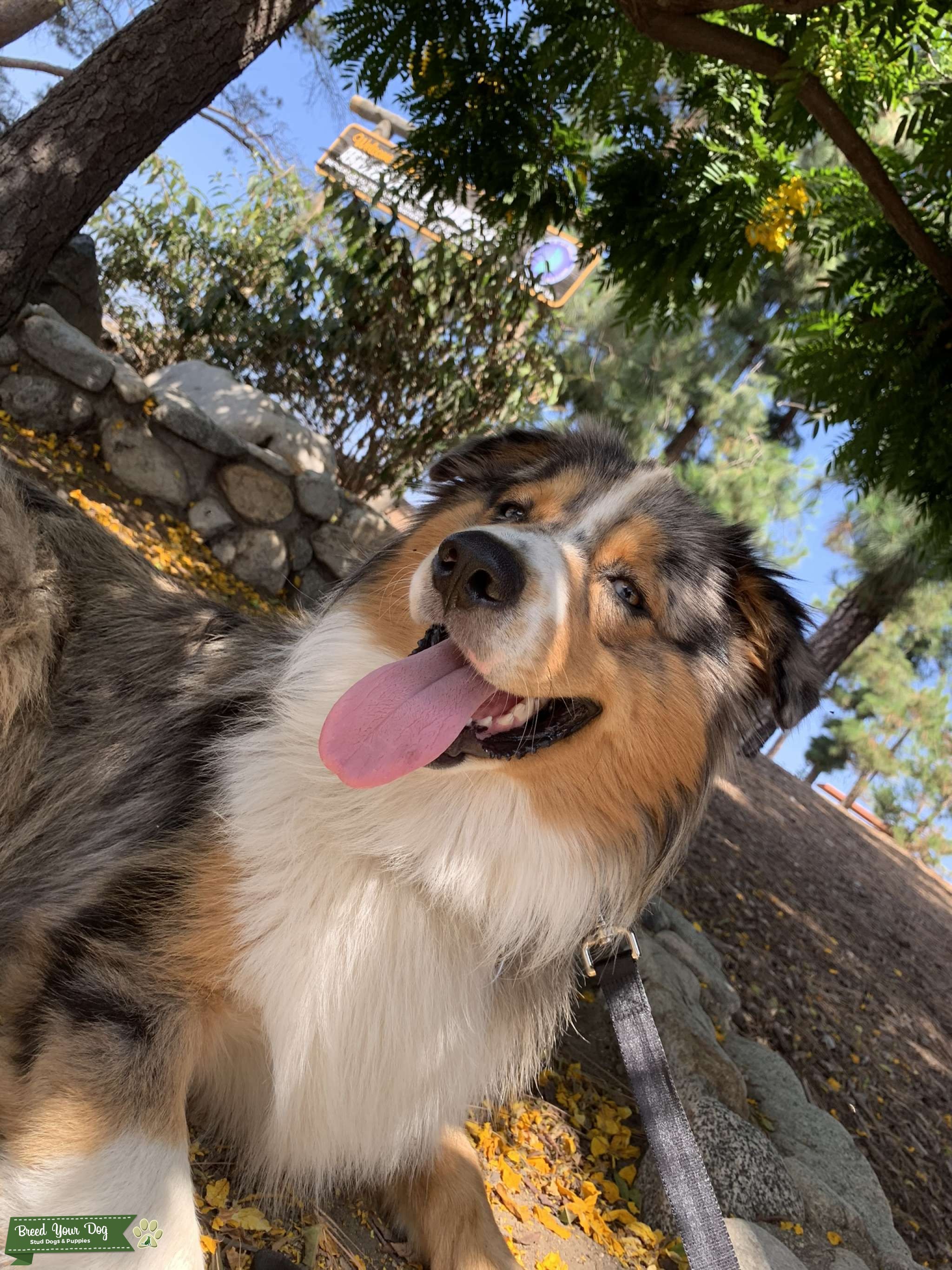 AKC MALE AUSTRALIAN SHEPHERD - Stud Dog in Los Angeles , the United ...