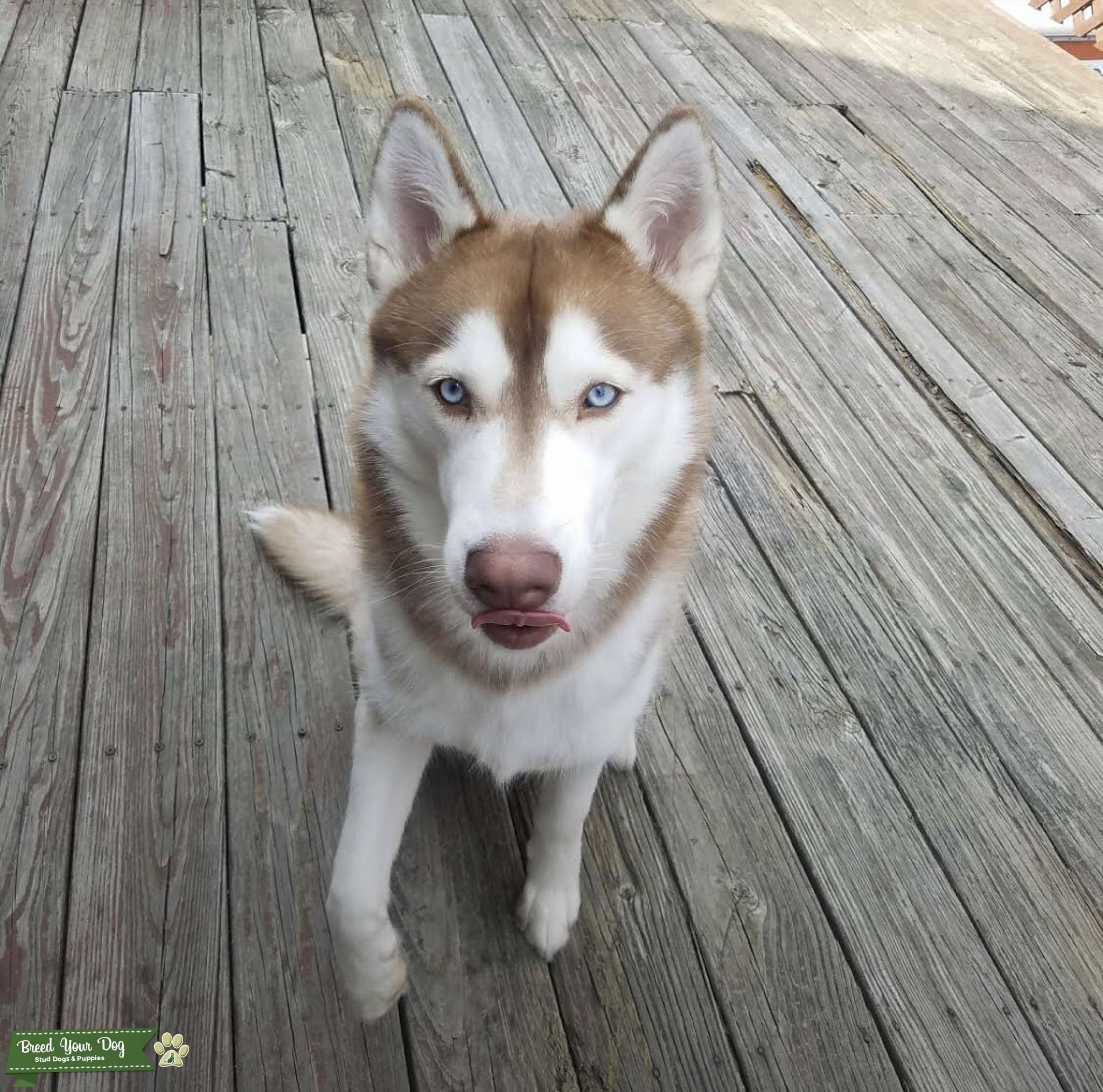 Siberian Husky Stud looking for his first mate. - Stud Dog in NJ ...