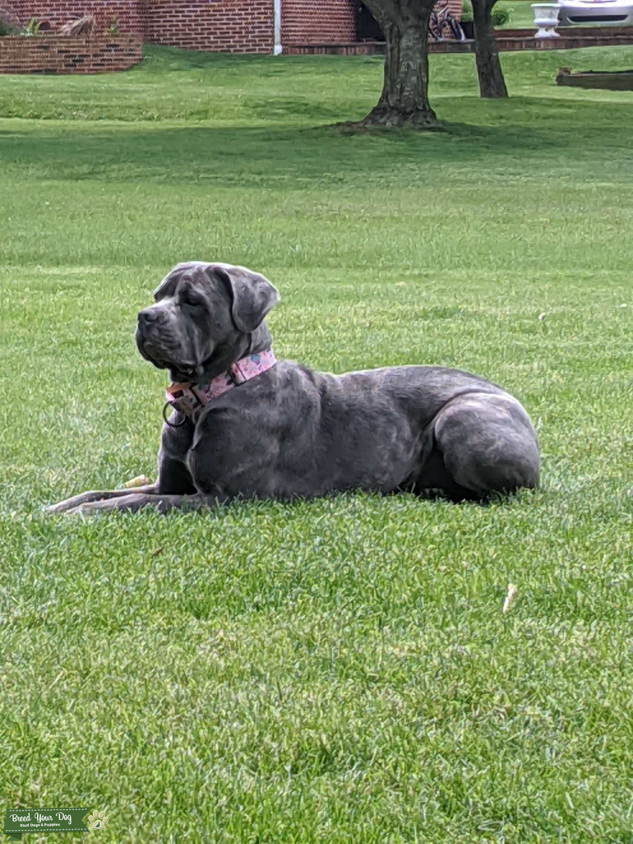 Female Blue Brindle - Stud Dog in GREENCASTLE, Australia | Breed Your Dog