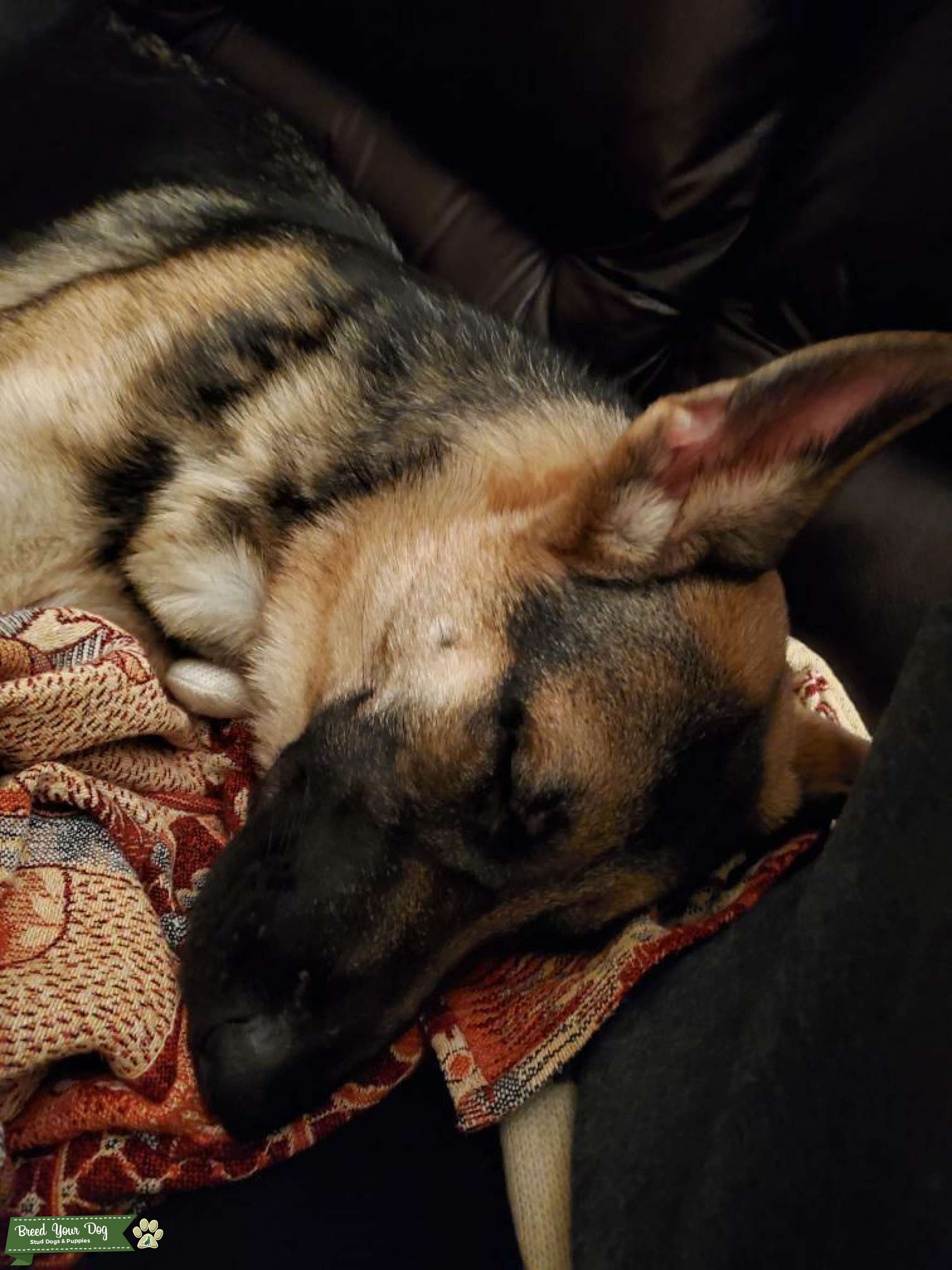 Pure Bred German Shepherd - Stud Dog in Tennessee, the United States ...