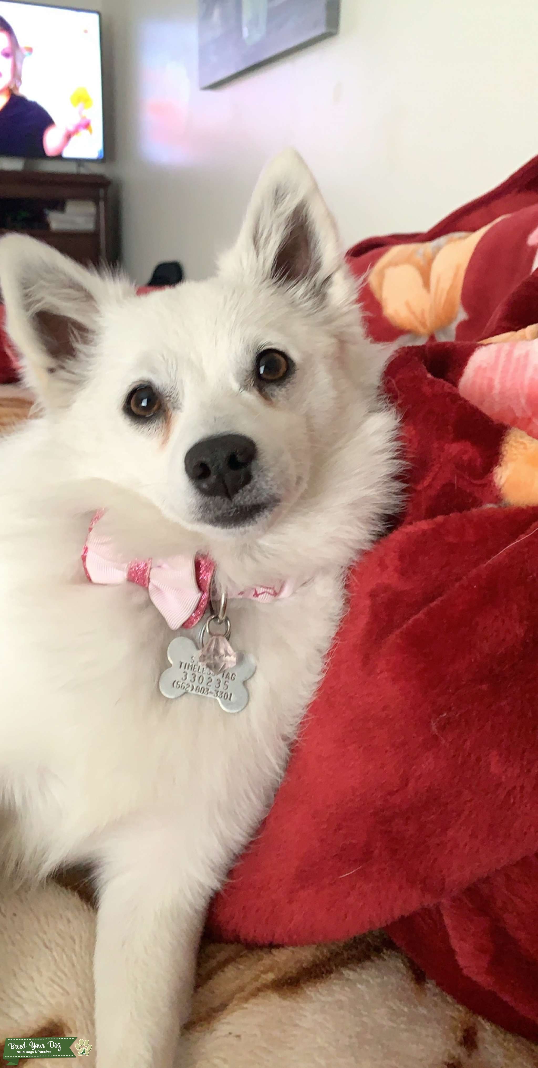 Mini American Eskimo pure breed - Stud Dog in California , United ...