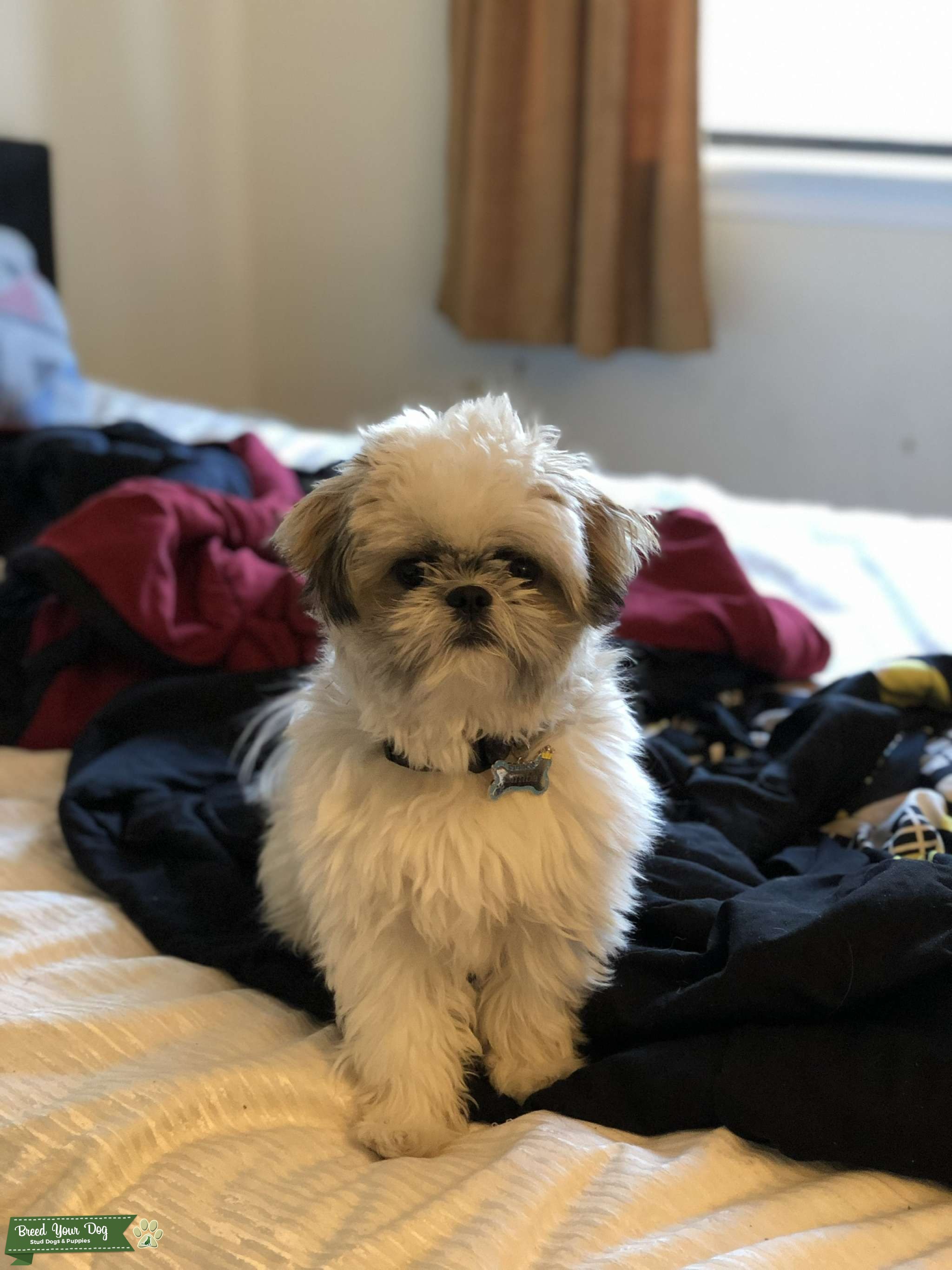 Pure breed Shih tzu - Stud Dog in Toronto , the United States | Breed ...