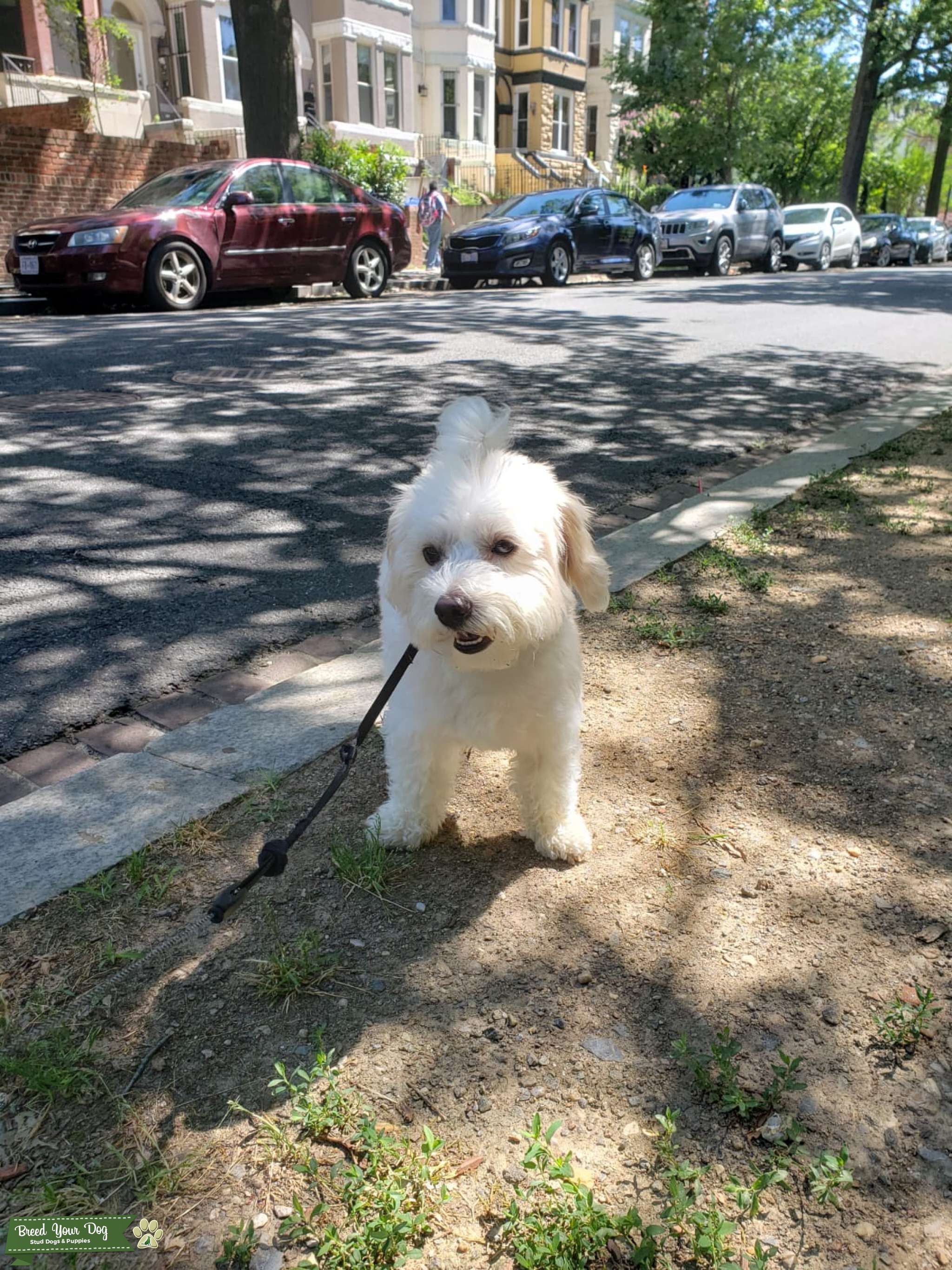 Energetic white Poochon (Bichon Frise/Poodle) - Stud Dog in Washington ...