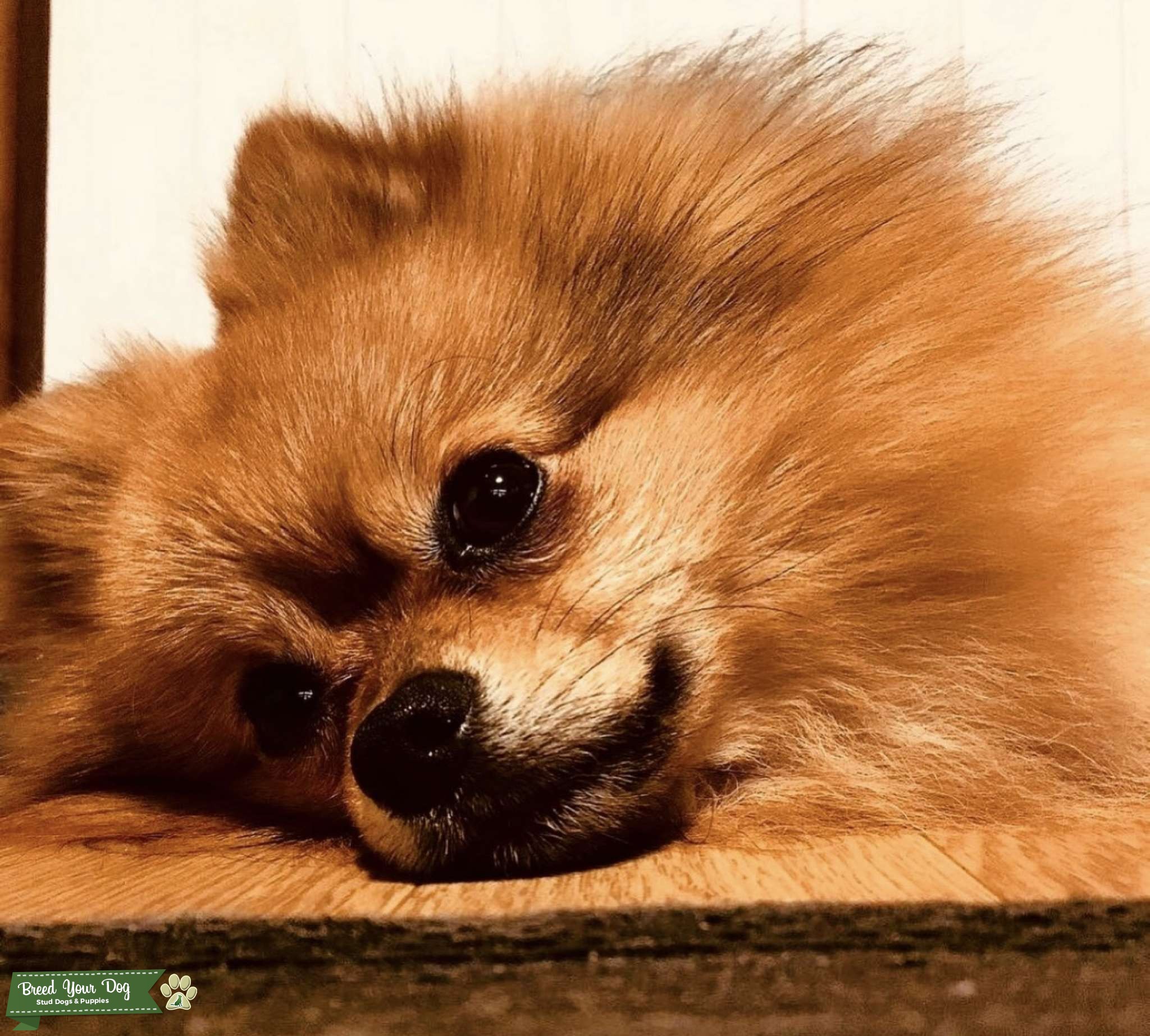 Golden male Pomeranian - Stud Dog in Anaheim , California , the United ...