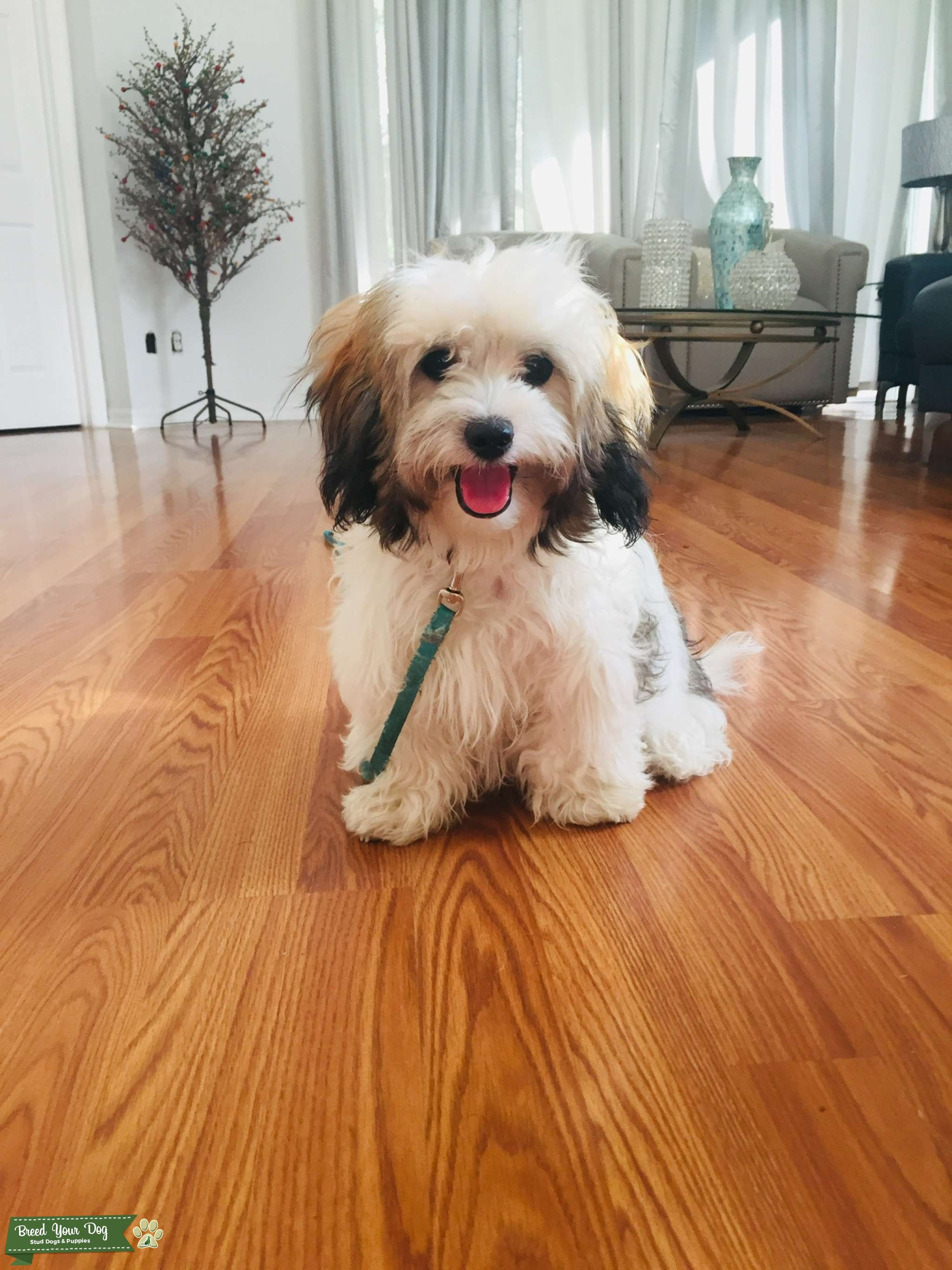 Breeding my toy playful havapoo - Stud Dog in Hillsborough County ...