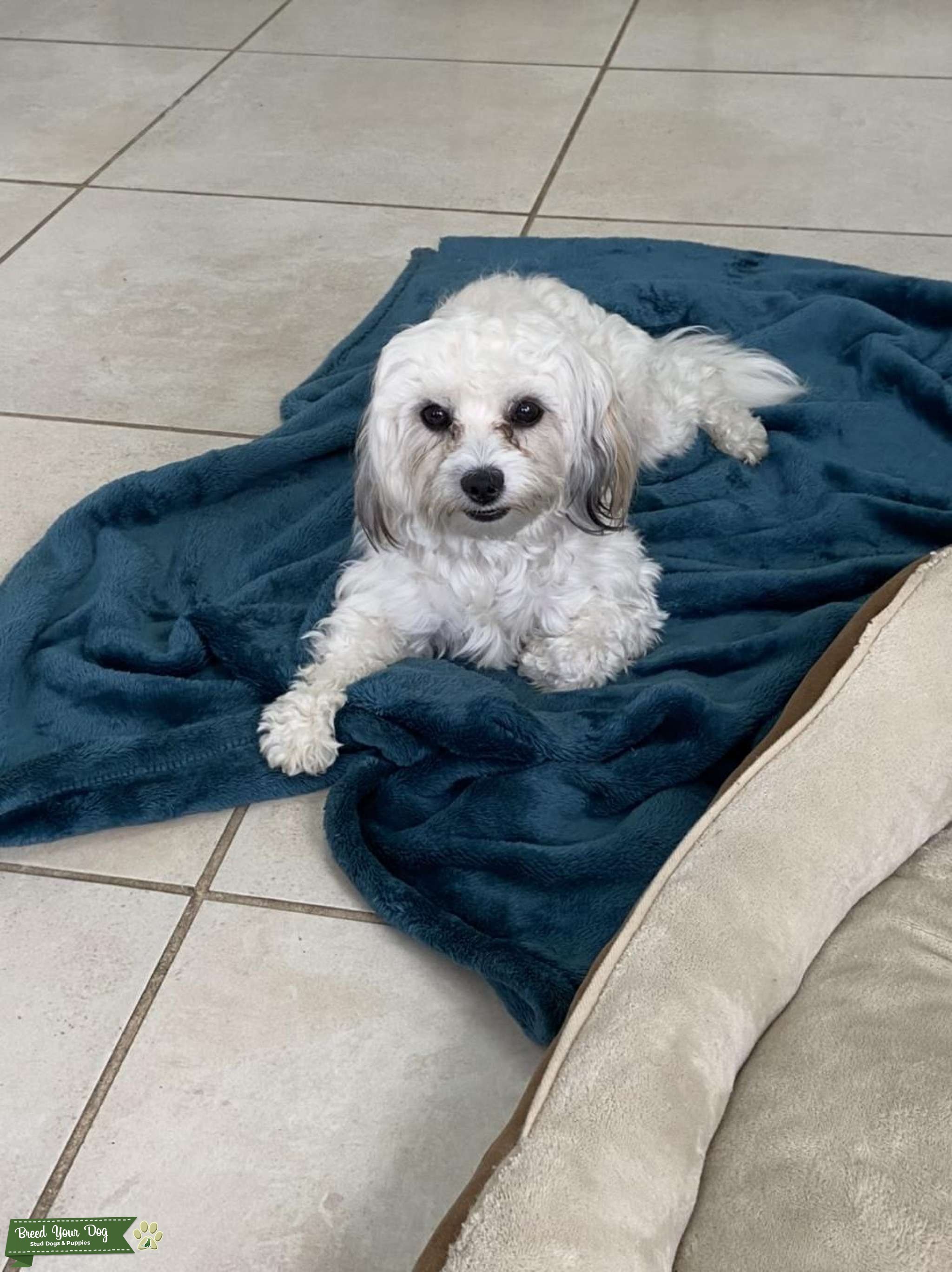 Breeding my toy playful havapoo - Stud Dog in Hillsborough County ...